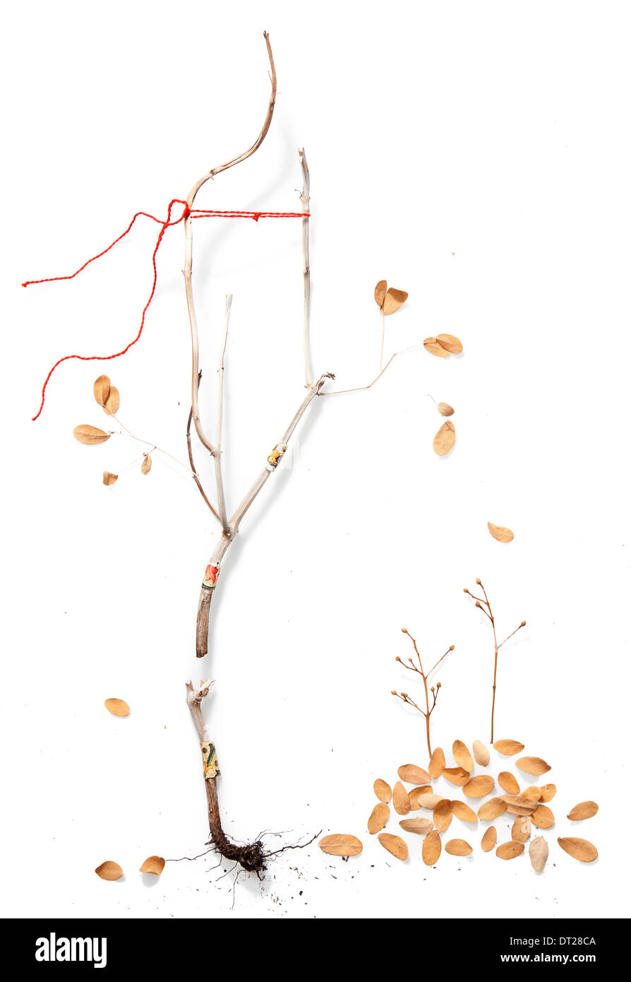 Dried basil branch, red string, small yellow leaves Stock Photo - Alamy