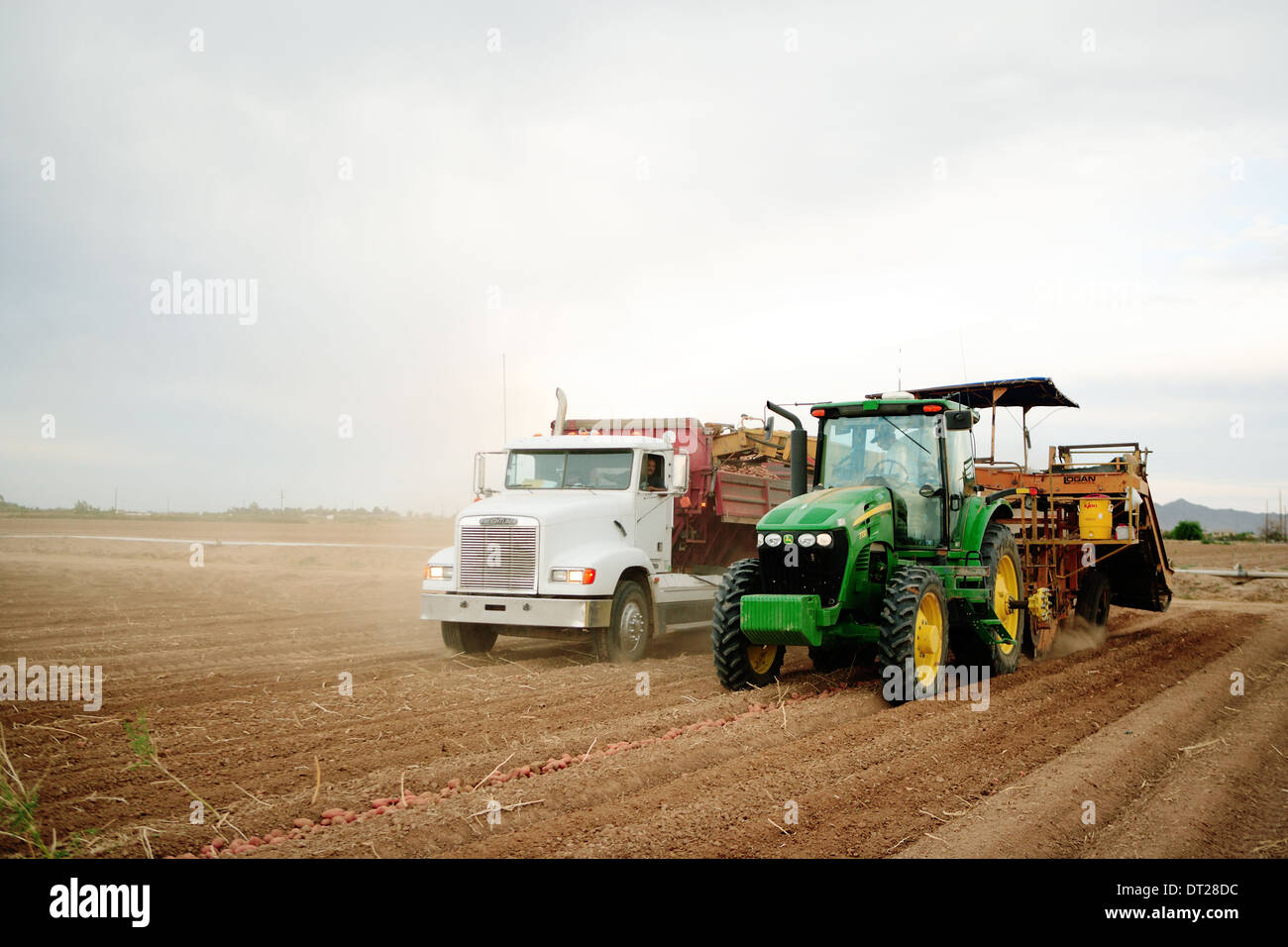 Farmers and field hands use farm machinery in the field harvesting ...