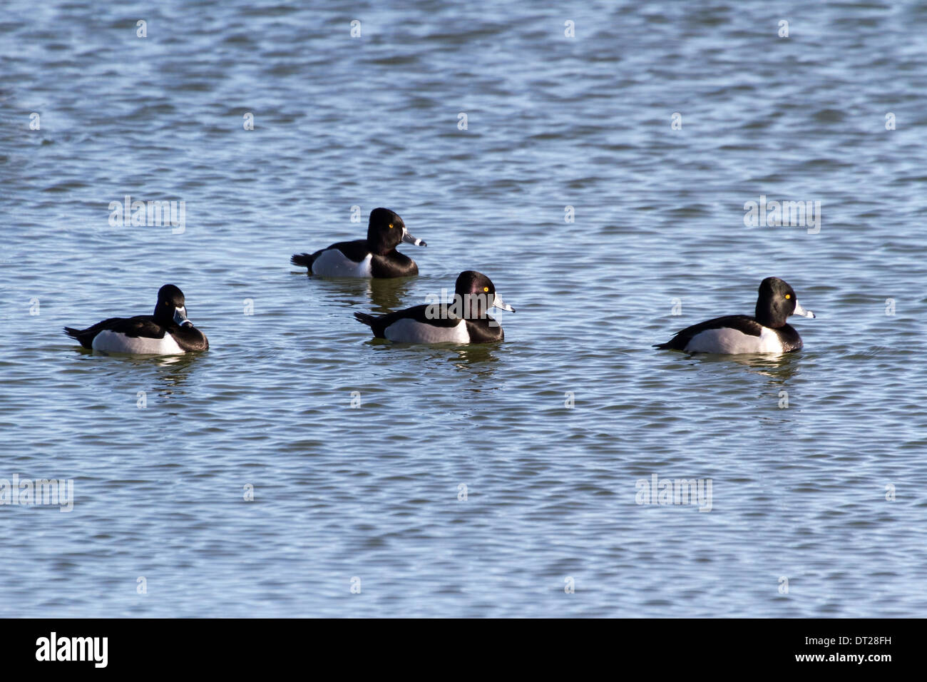 Ring necked Duck in bc canada Stock Photo - Alamy