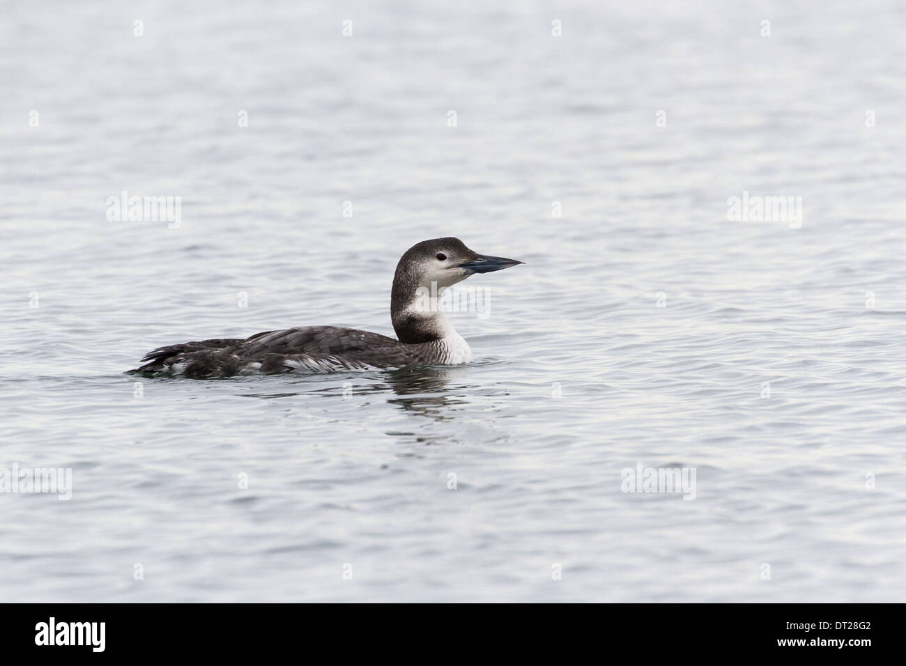 Common Loon water bird in bc canada Stock Photo - Alamy