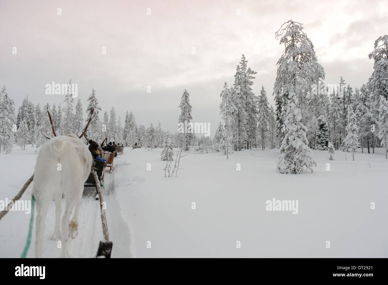 Reindeer, Snow, Finish Lapland, sledge, Winterlandscape Stock Photo - Alamy