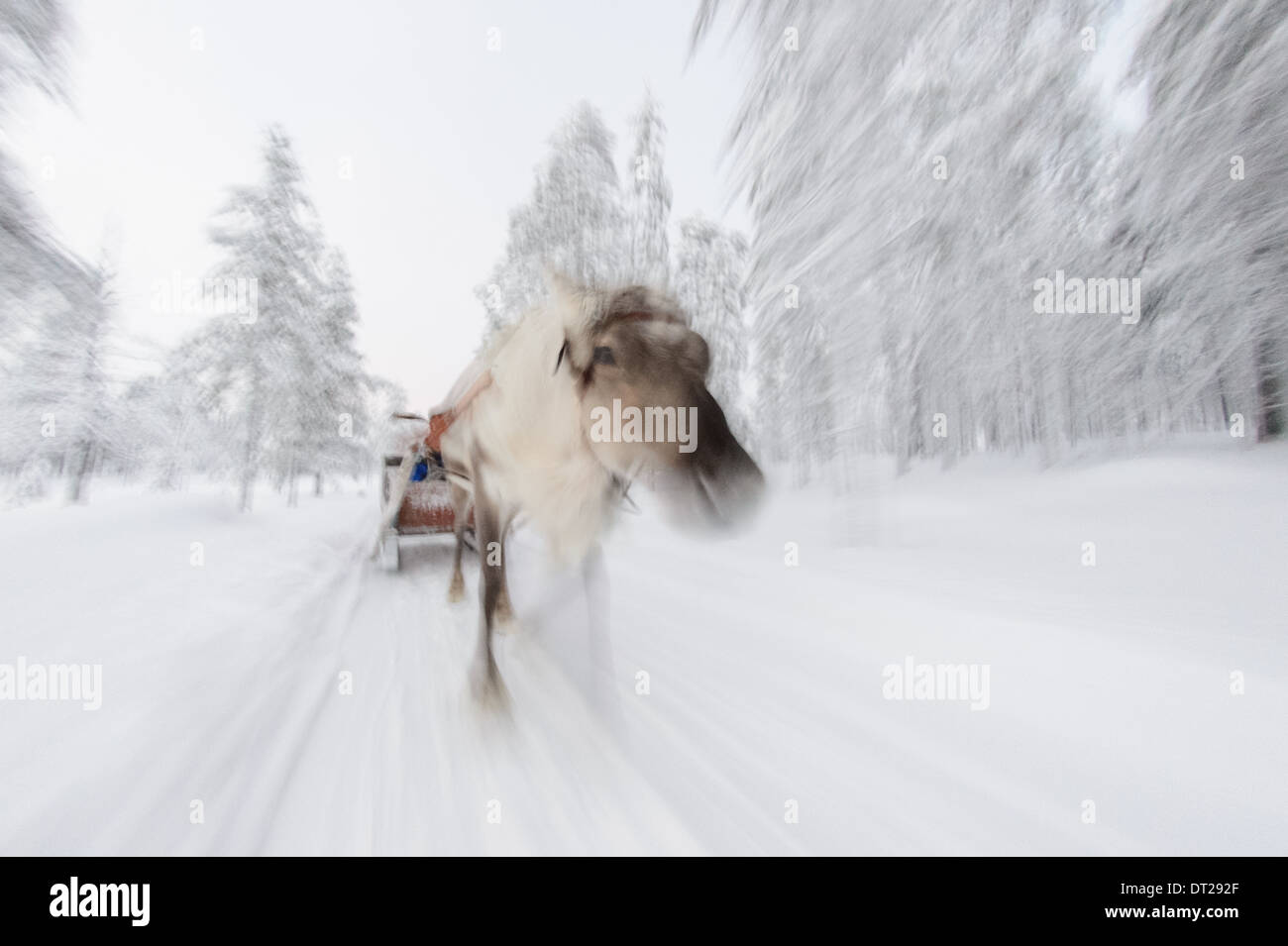 Reindeer, Snow, Finish Lapland, sledge Stock Photo - Alamy