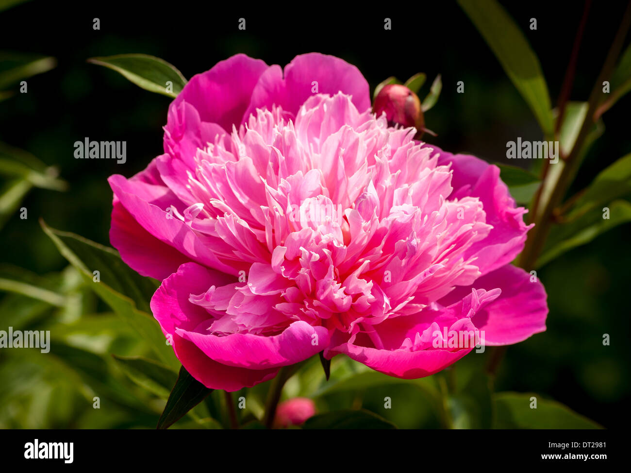 Large flower peony hi-res stock photography and images - Alamy