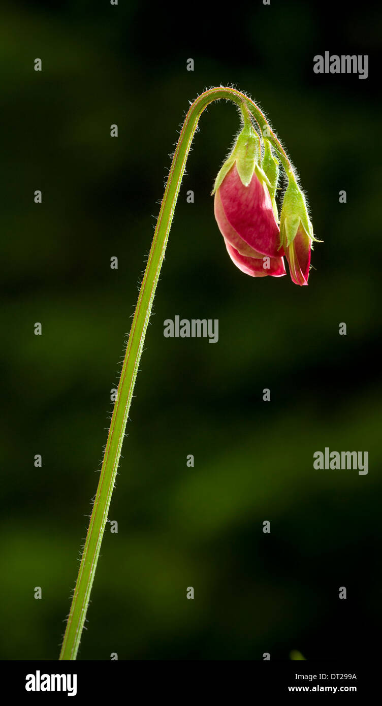 Backlit red sweet pea flower bud growing in a UK garden Stock Photo - Alamy