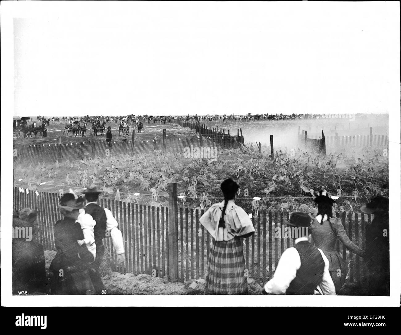 A group of jackrabbits is shown entering a corral during a rabbit drive ...