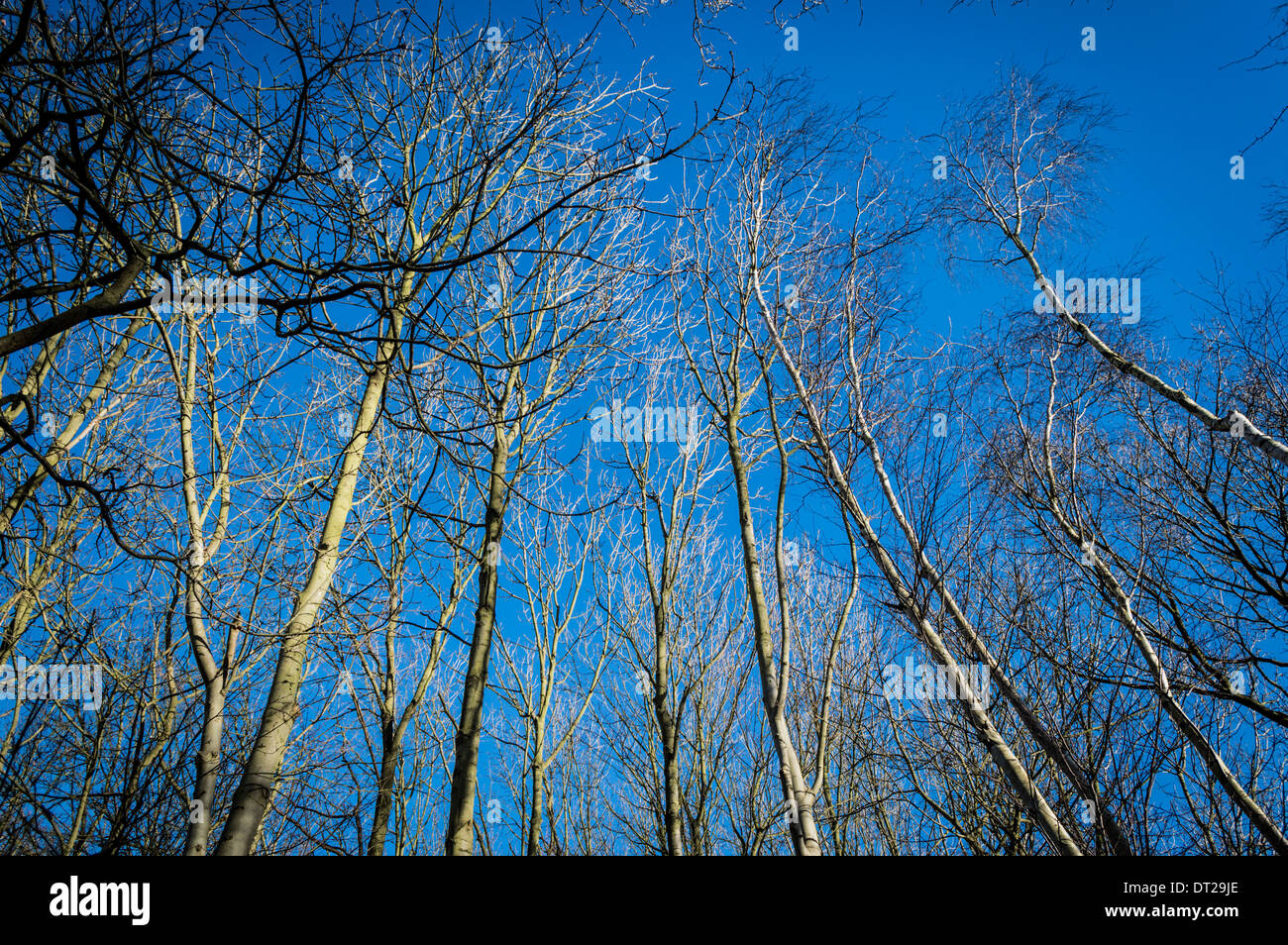 Silver Birch Trees Stock Photos & Silver Birch Trees Stock Images - Alamy