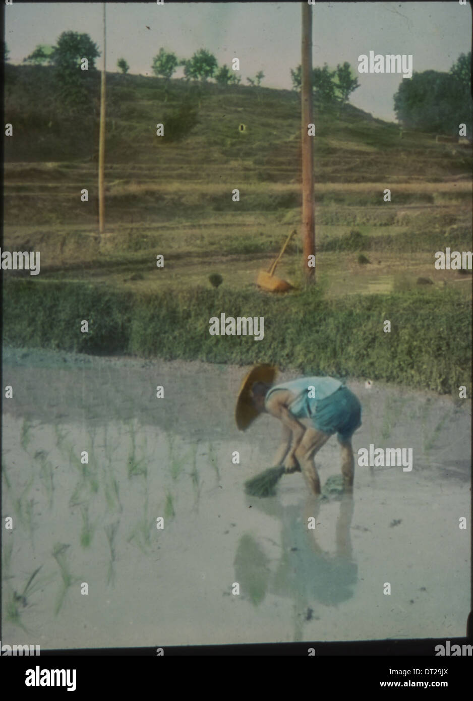 This photograph shows the irrigation of rice fields in Suzhou, Jiangsu ...