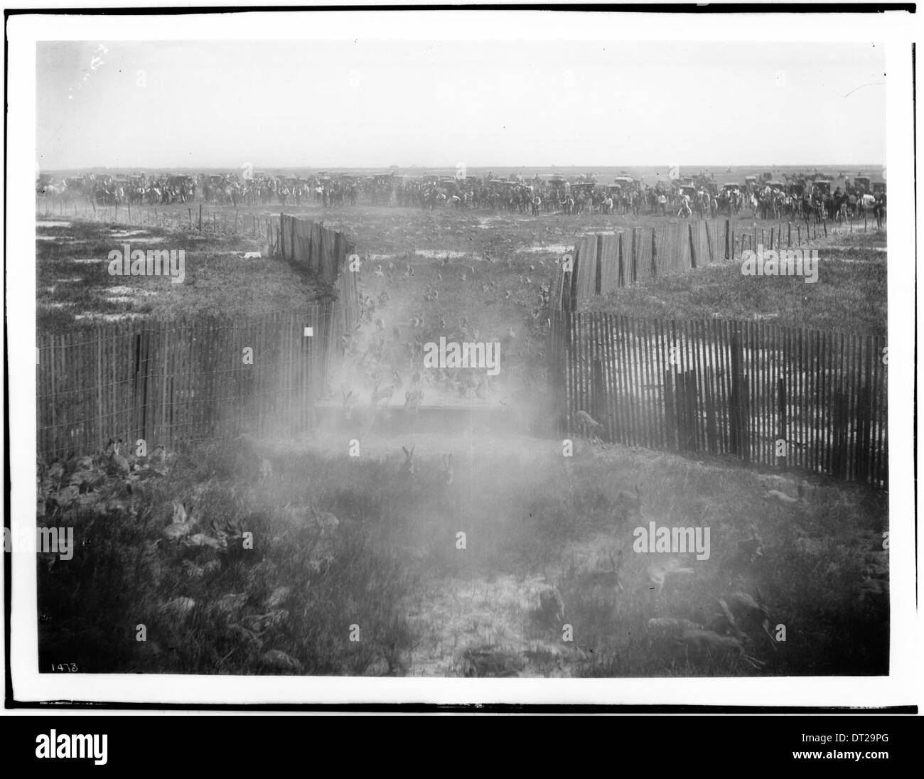 This photograph captures jackrabbits entering a corral during a rabbit ...