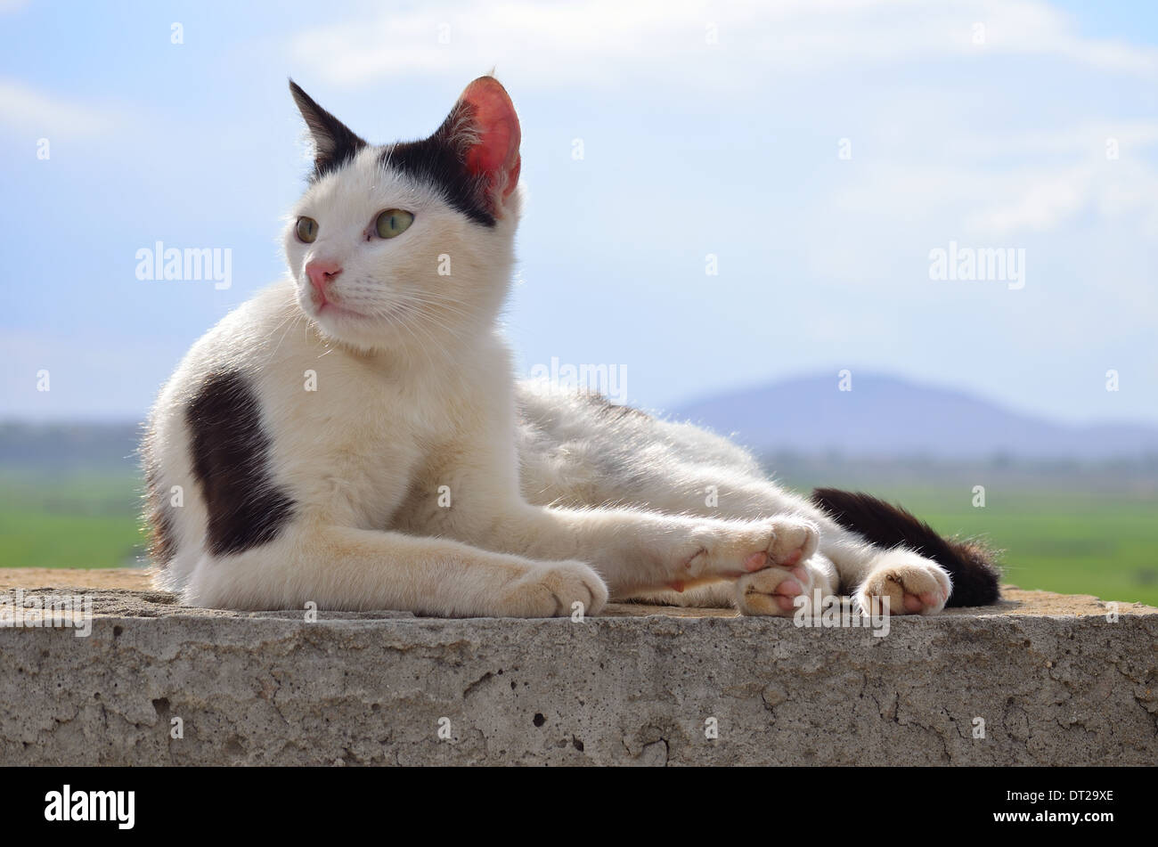 Fat leopard hi-res stock photography and images - Alamy
