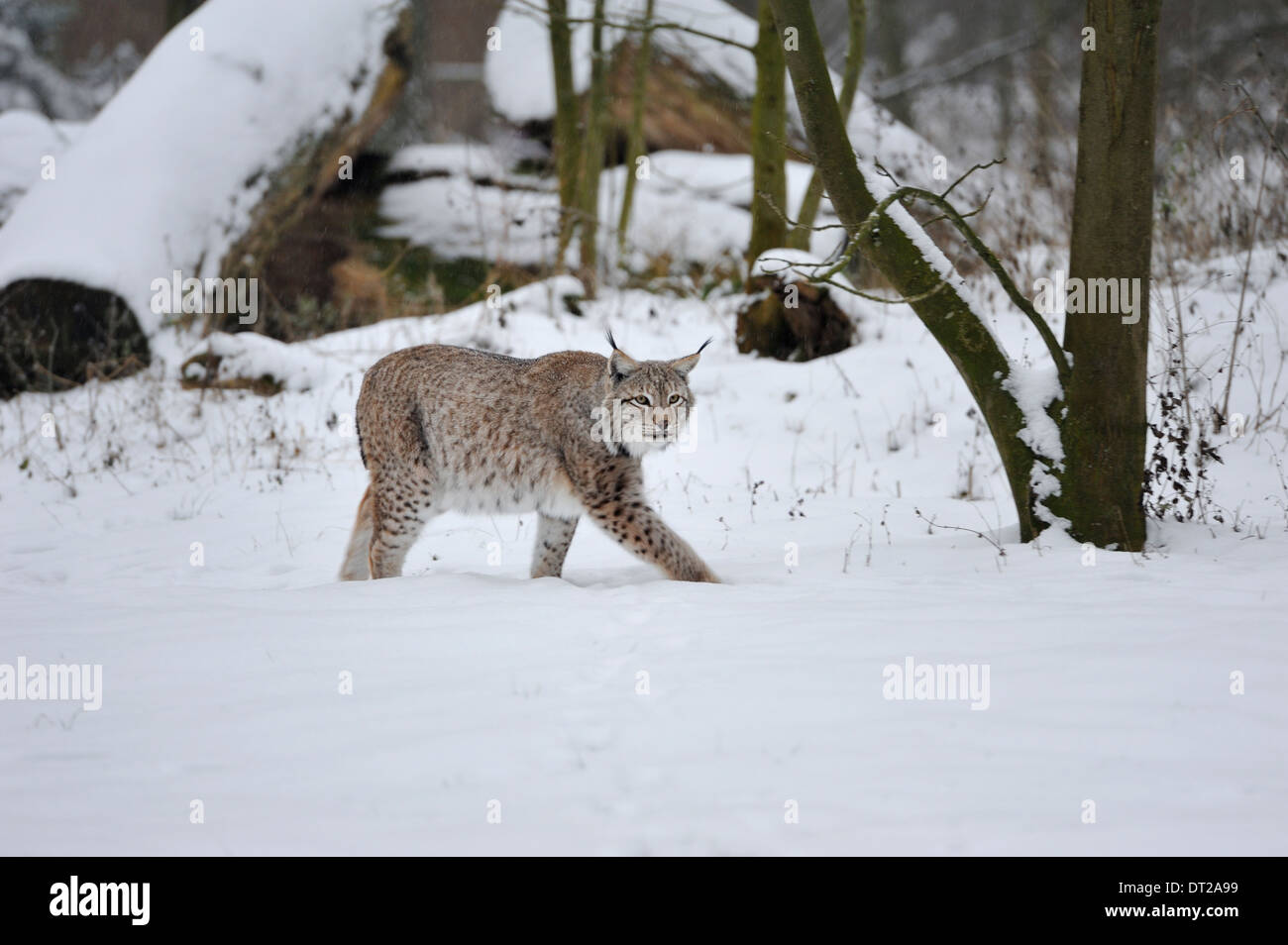 Eurasian lynx autumn leaves in hi-res stock photography and images - Alamy