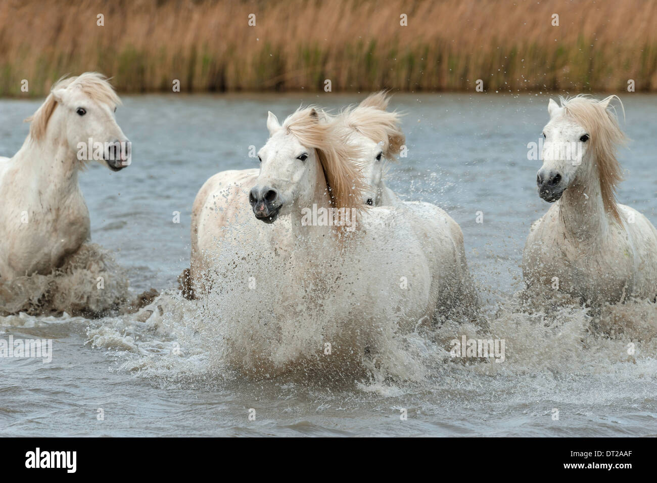 White horses running through marsh Stock Photo - Alamy