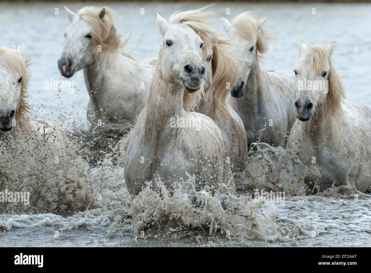 White Horses Running