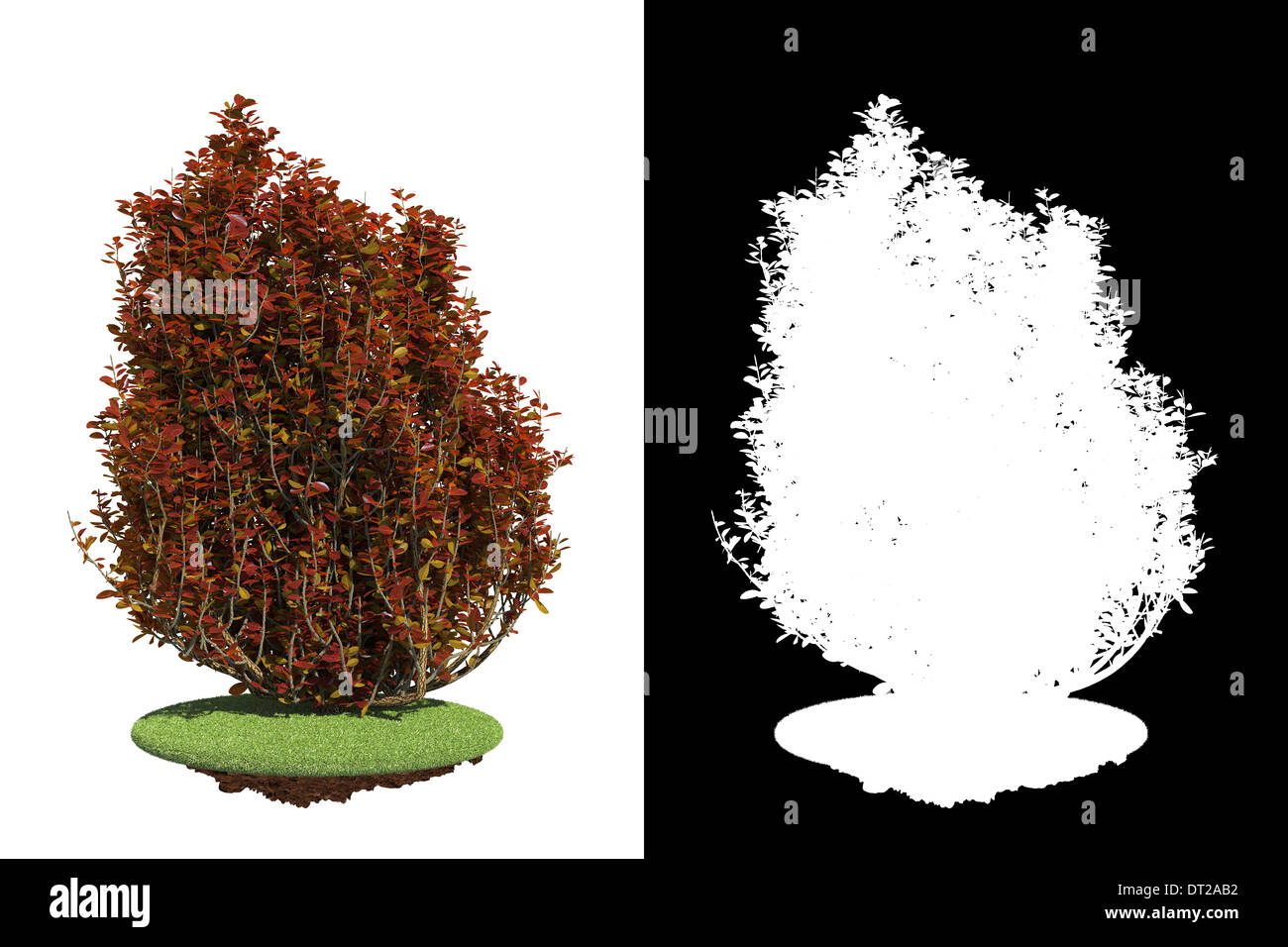 Decorative Bush Isolated on White Background Stock Photo - Alamy