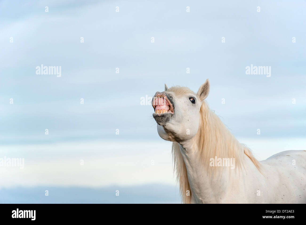 White horse appearing to be laughing or singing with blue sky in ...