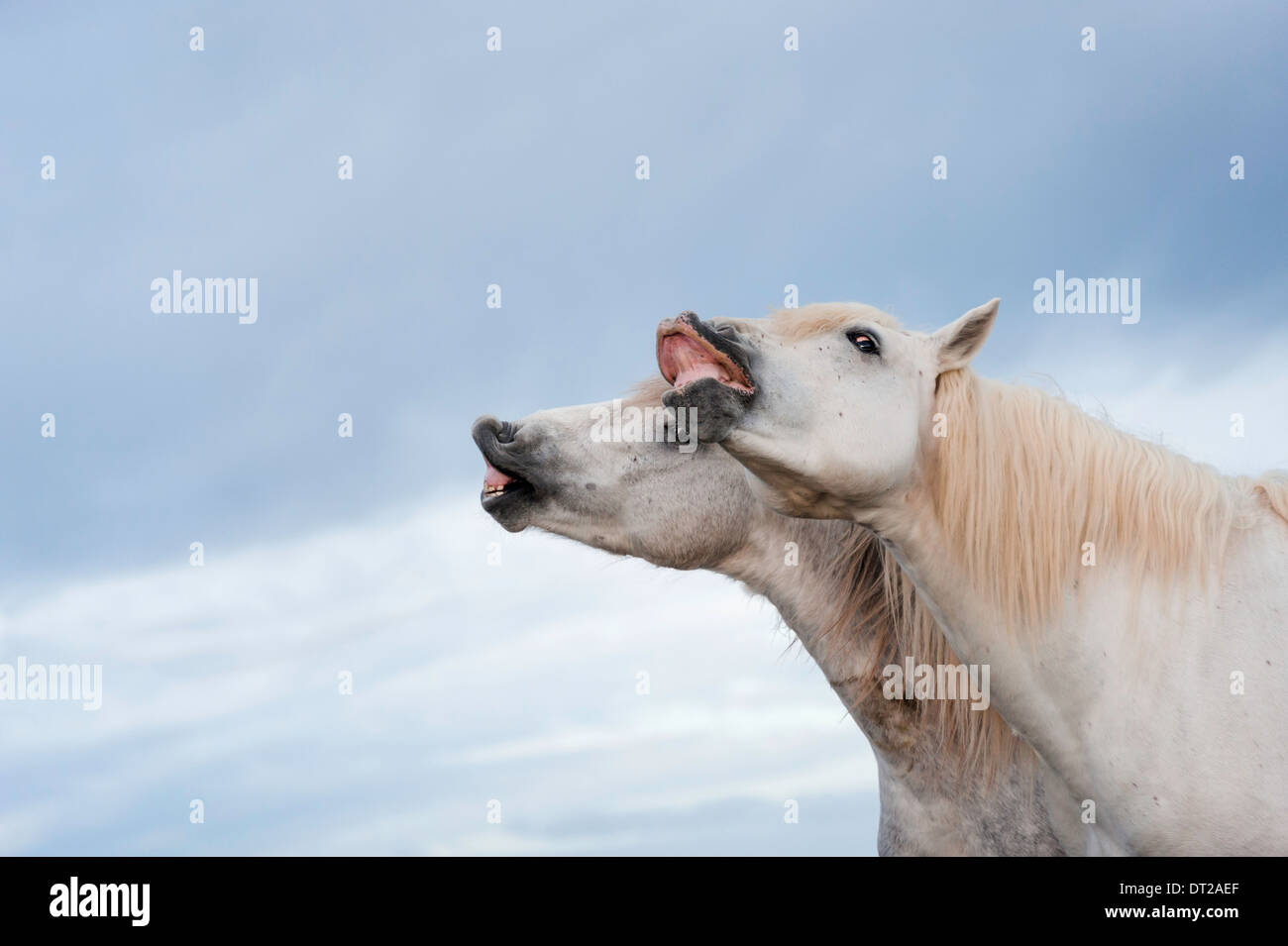 White horses head hi-res stock photography and images - Alamy