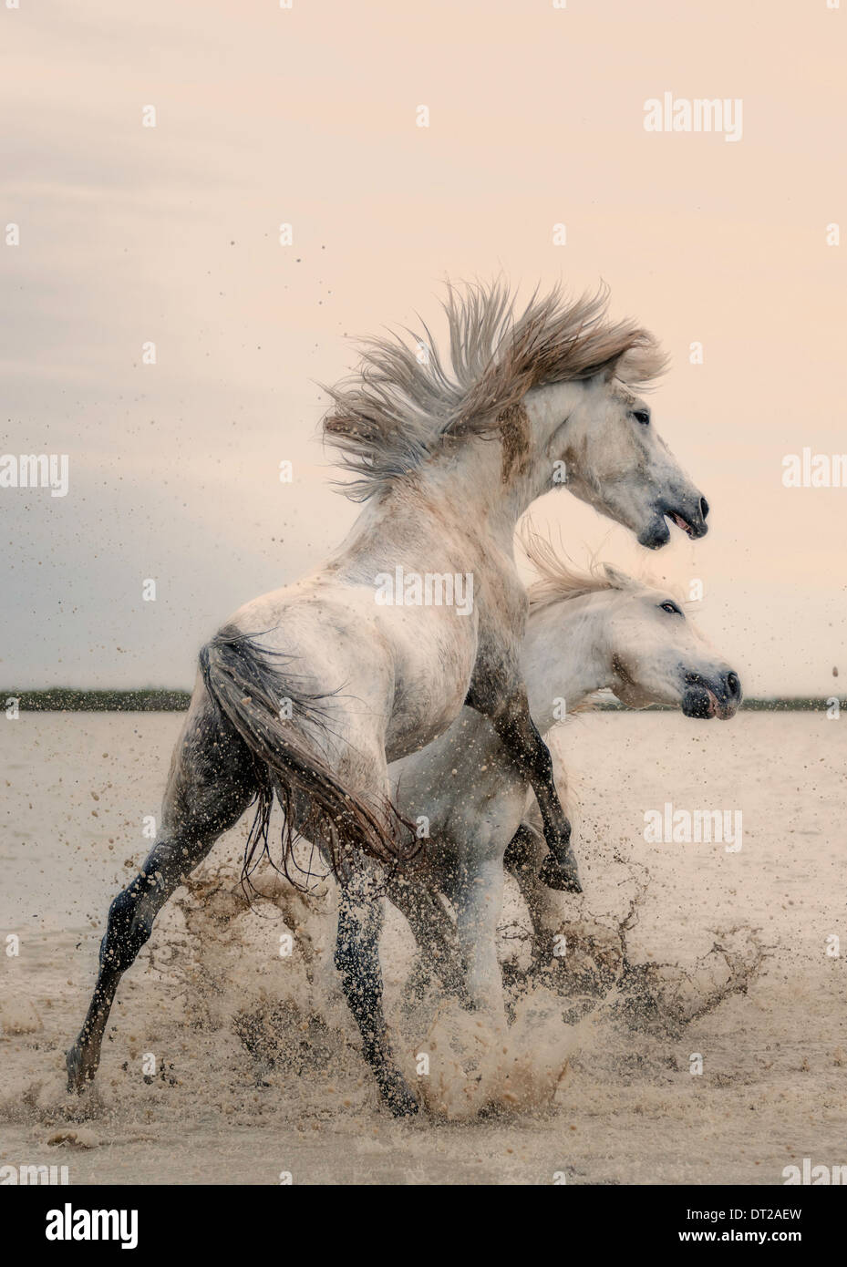 Stallions hi-res stock photography and images - Alamy