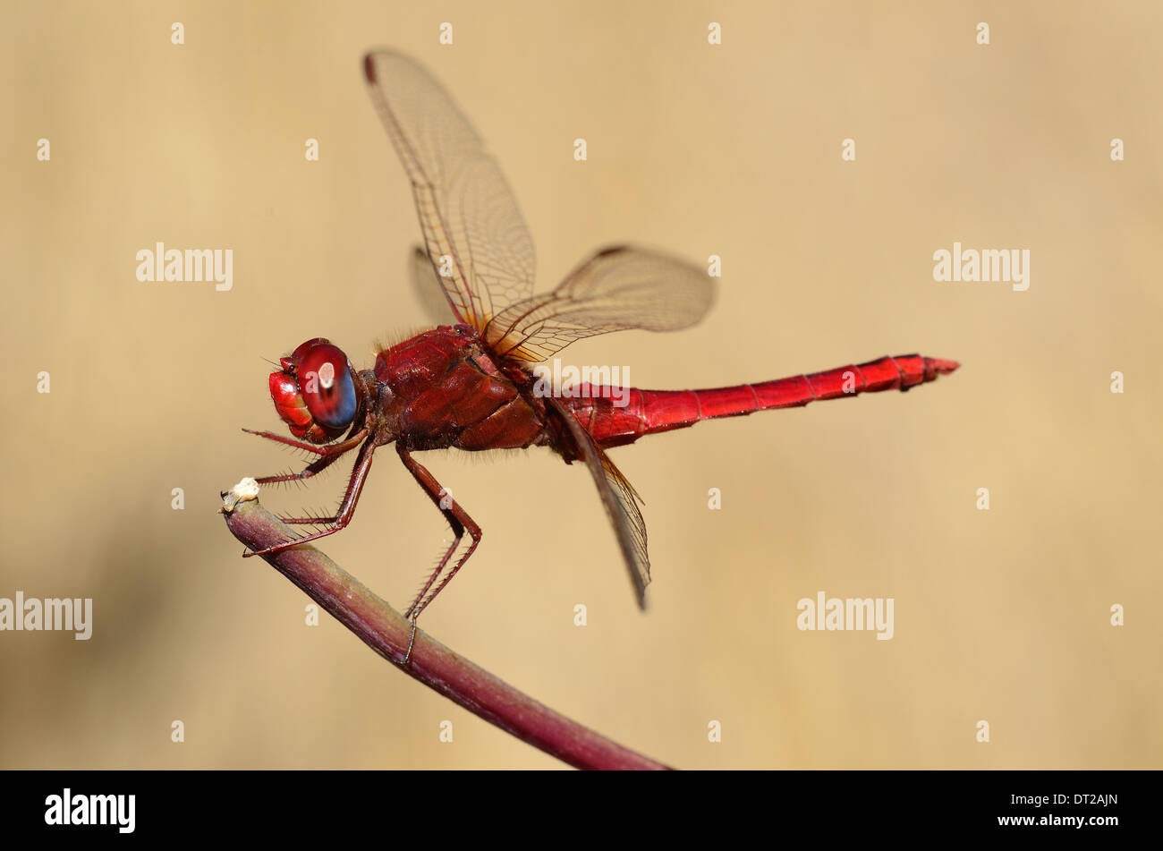 Dragonfly animal hi-res stock photography and images - Alamy