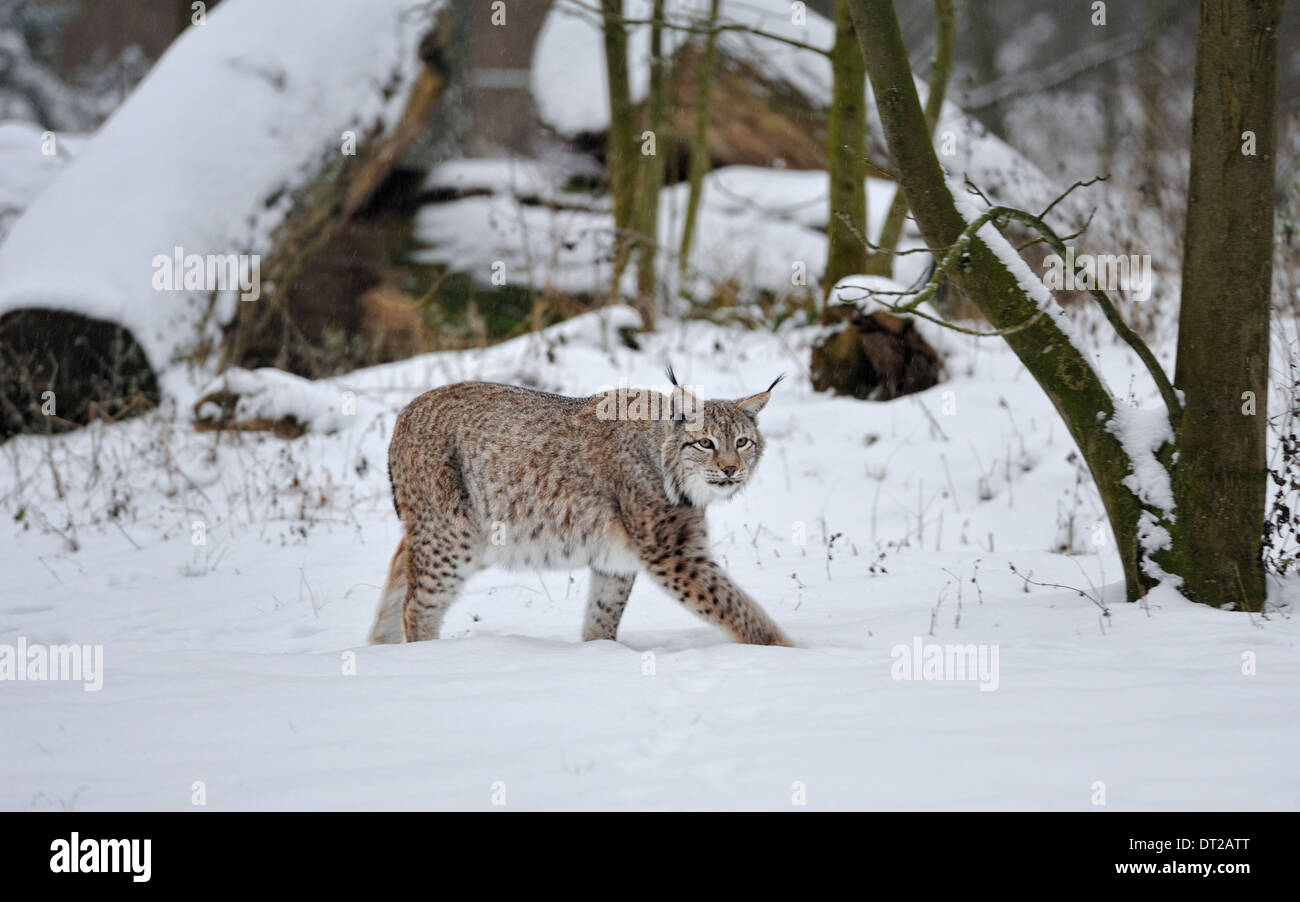 Eurasian lynx in snow, Lynx lynx, Germany Stock Photo - Alamy