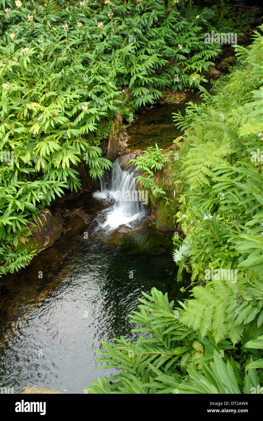 Hawaii foliage hi-res stock photography and images - Alamy