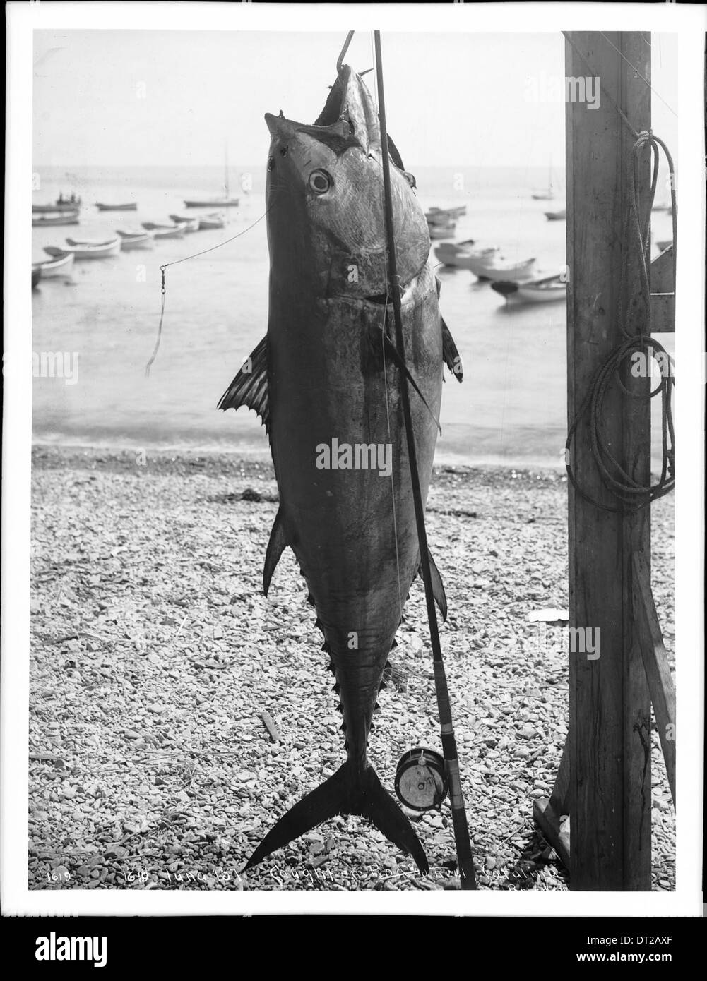 Large tuna caught Black and White Stock Photos & Images - Alamy