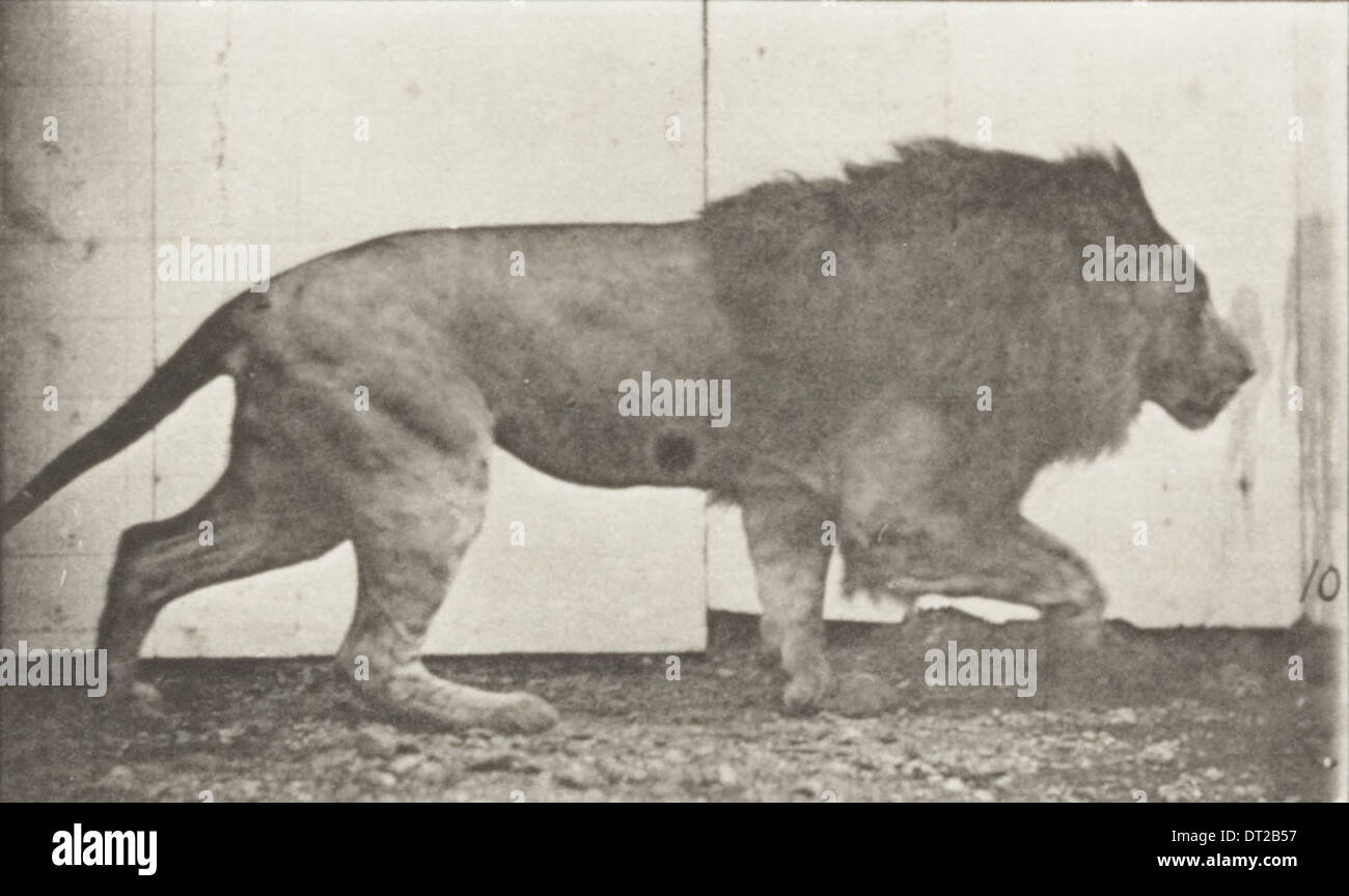 A lion is seen walking in its natural habitat, captured in a moment of ...