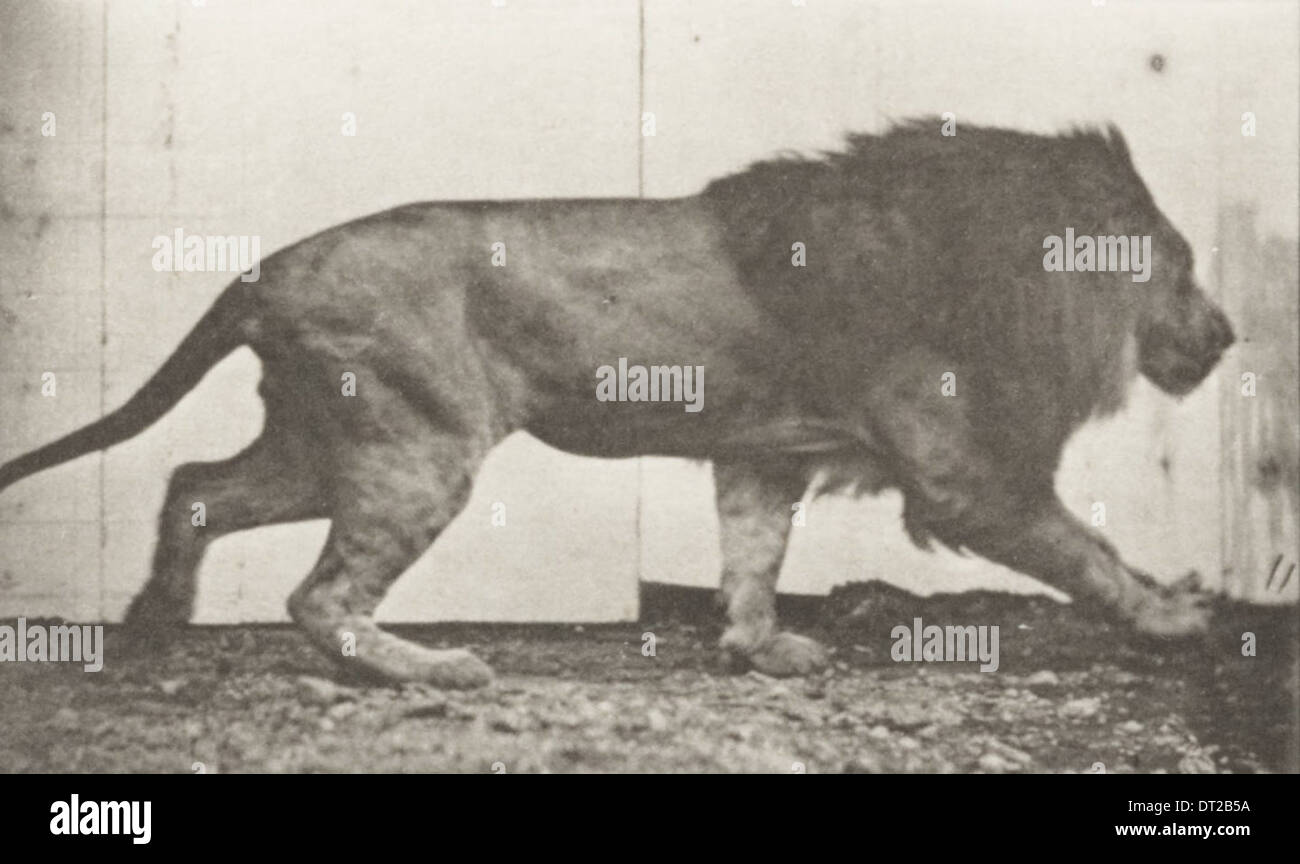 A lion walking in its natural habitat, captured in a moment of movement ...