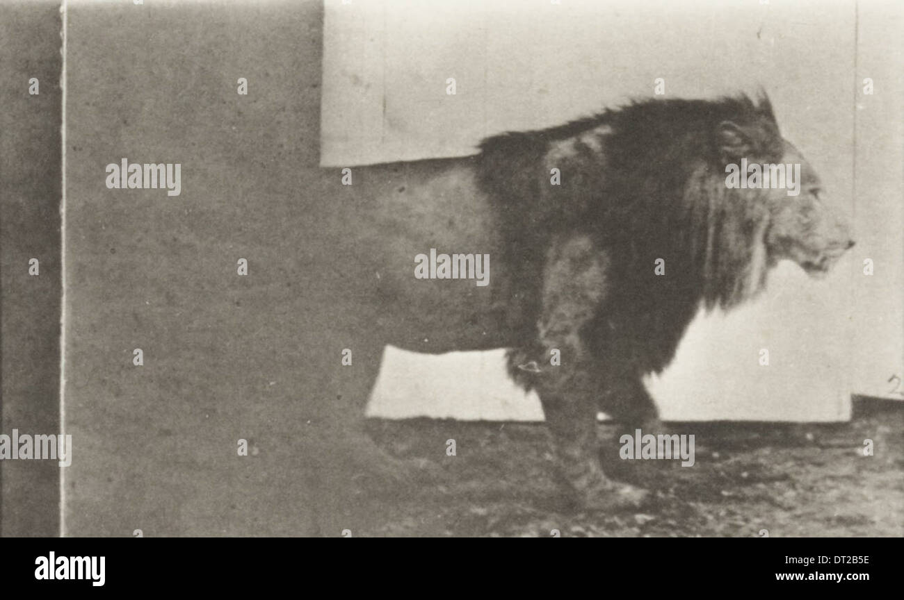 A photograph of a lion walking, capturing the animal's movement in a ...