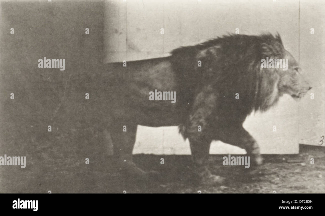 A photograph of a lion walking in its natural habitat, showcasing the ...