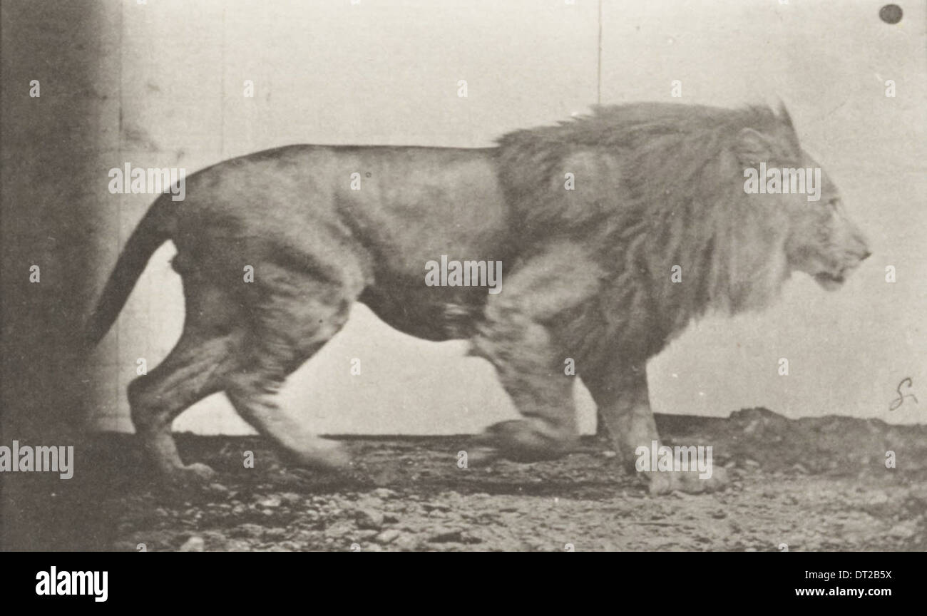 A photograph of a lion walking, showcasing the powerful presence and ...