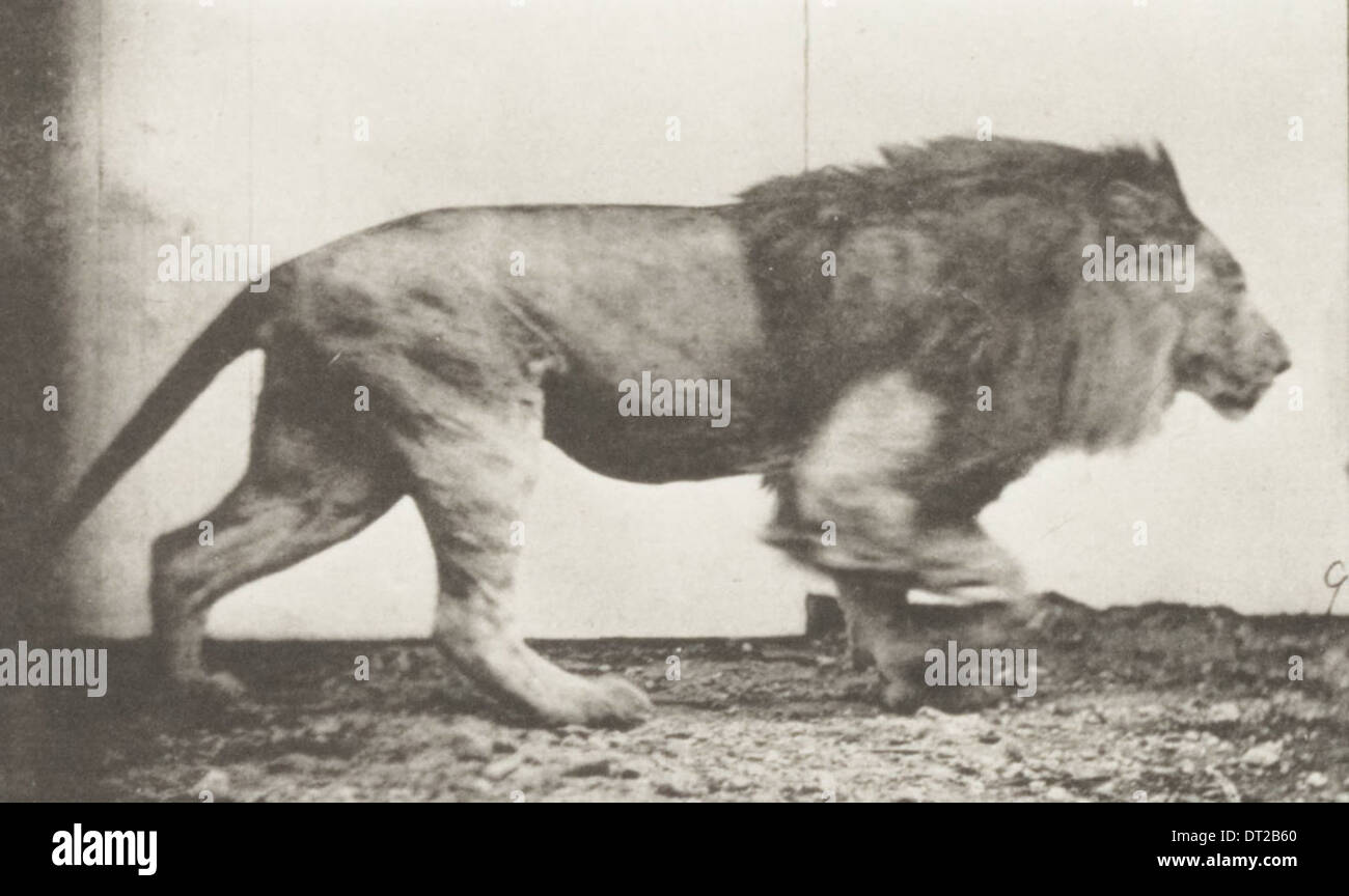 Image of a lion walking, showing its majestic form and natural movement ...