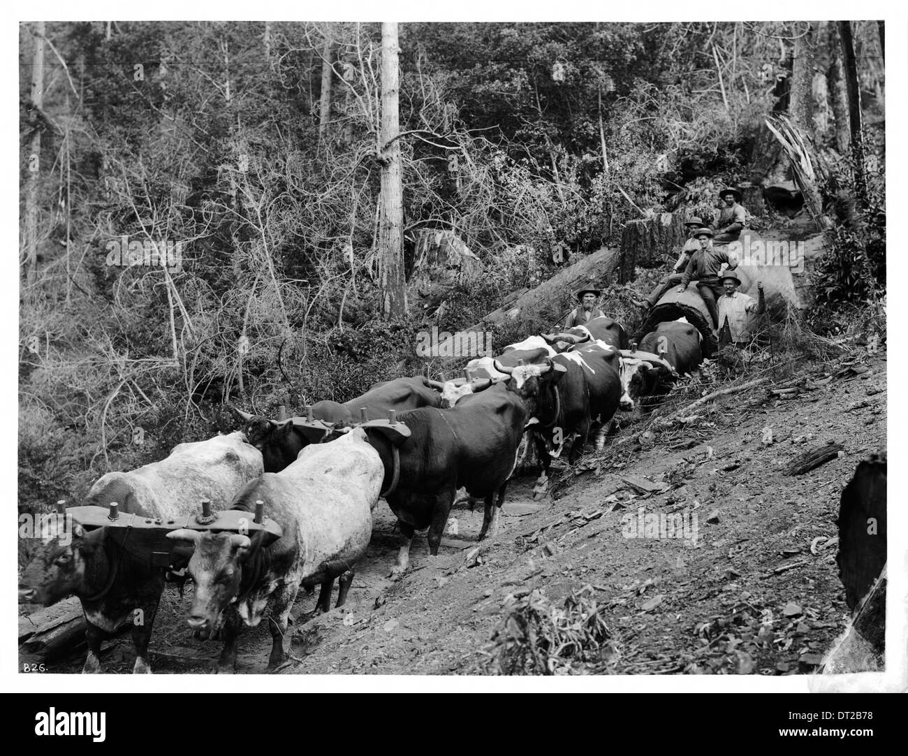 Logging road Black and White Stock Photos & Images - Alamy