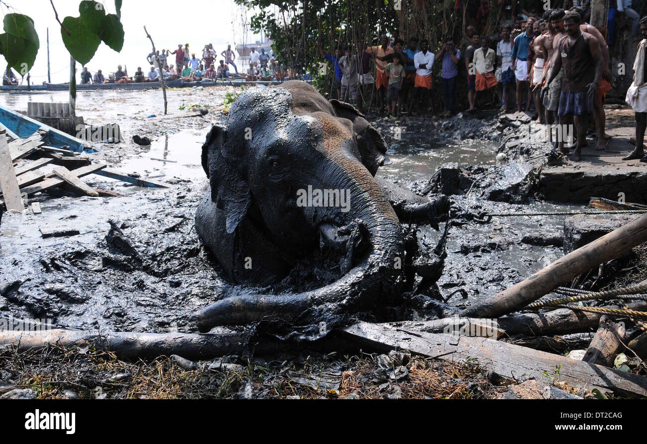 Pit of the elephant hi-res stock photography and images - Alamy
