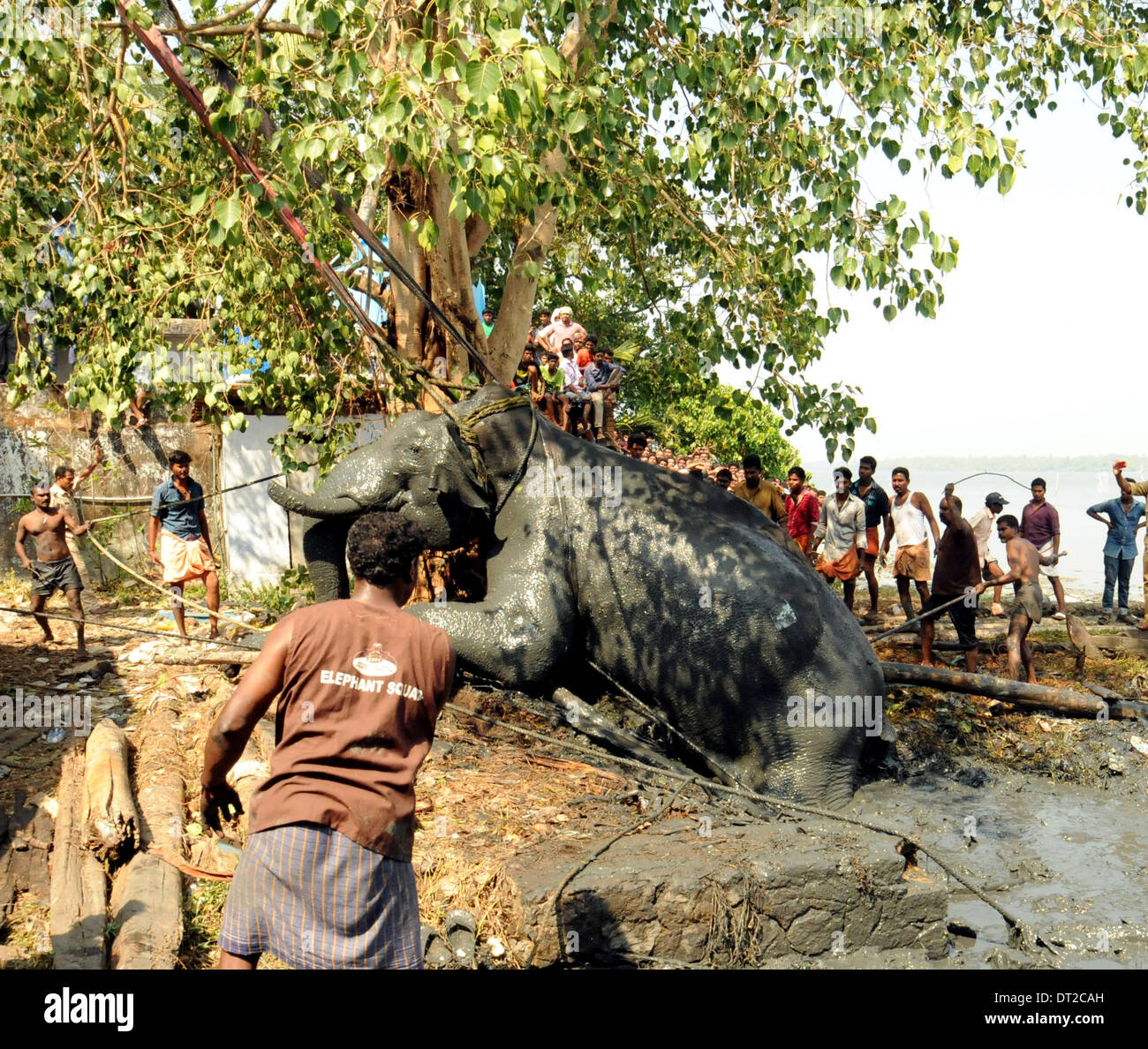 Kochi, India . 06th Feb, 2014. Rescuers try to pull out an elephant ...