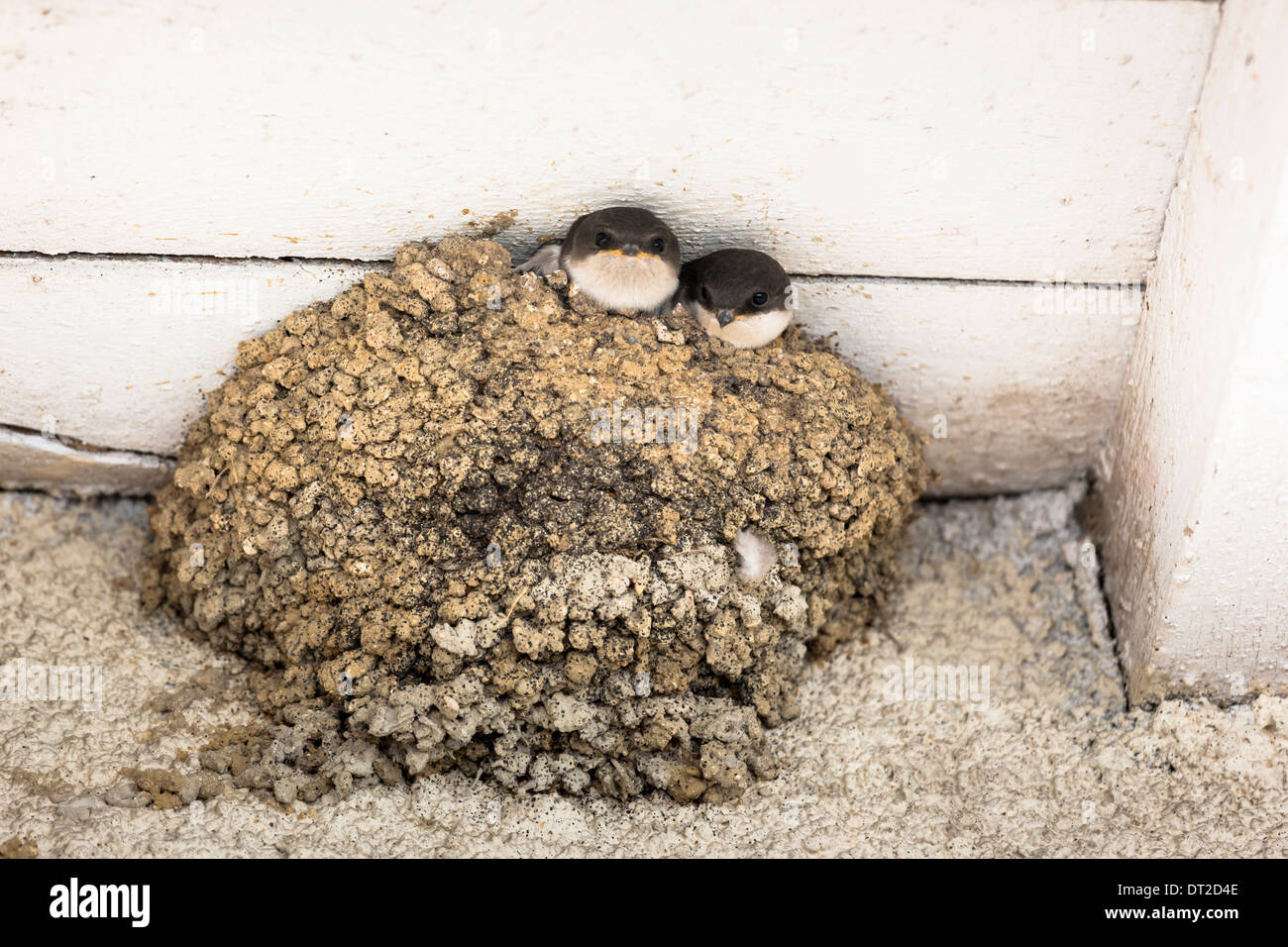 Nesting house martins hi-res stock photography and images - Alamy