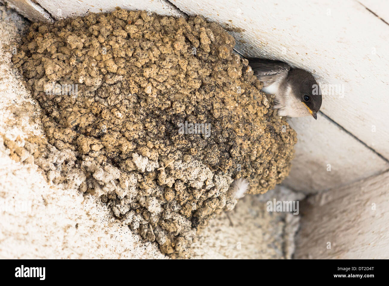Housemartins hi-res stock photography and images - Alamy