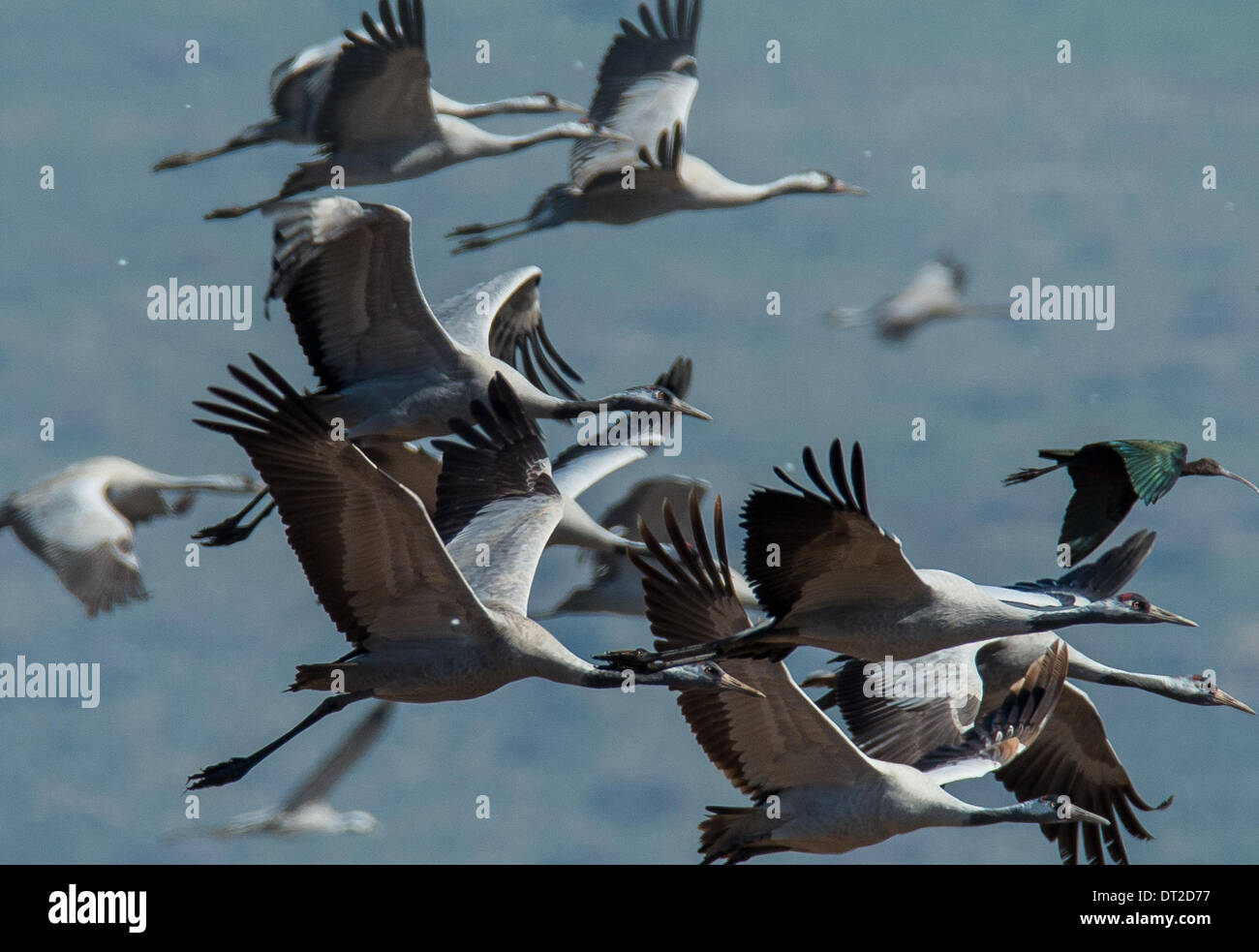 Hula Valley, Israel . 05th Feb, 2014. A bevy of common cranes fly over ...