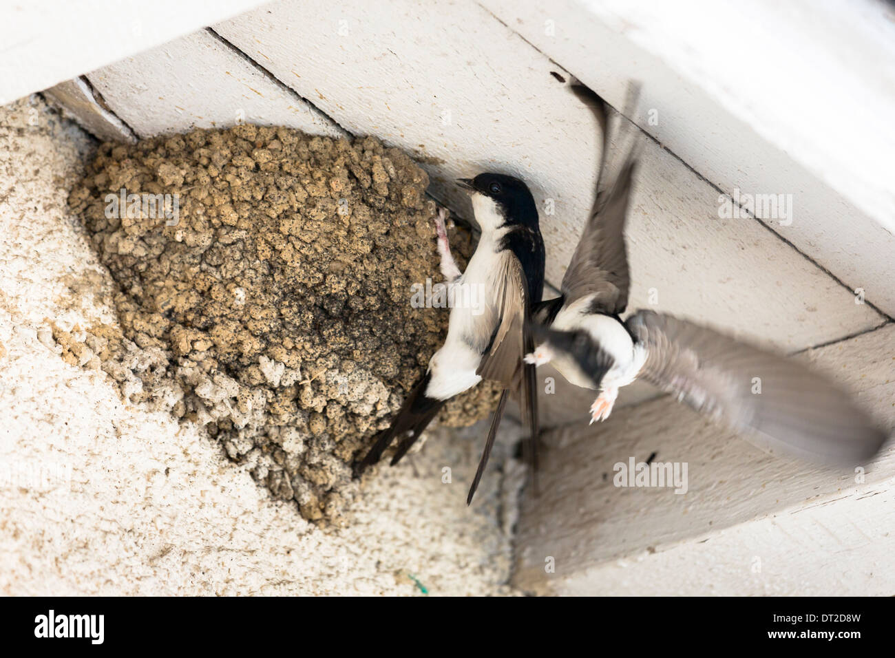 Adult House Martin birds bring food to fledglings in birds nest at ...
