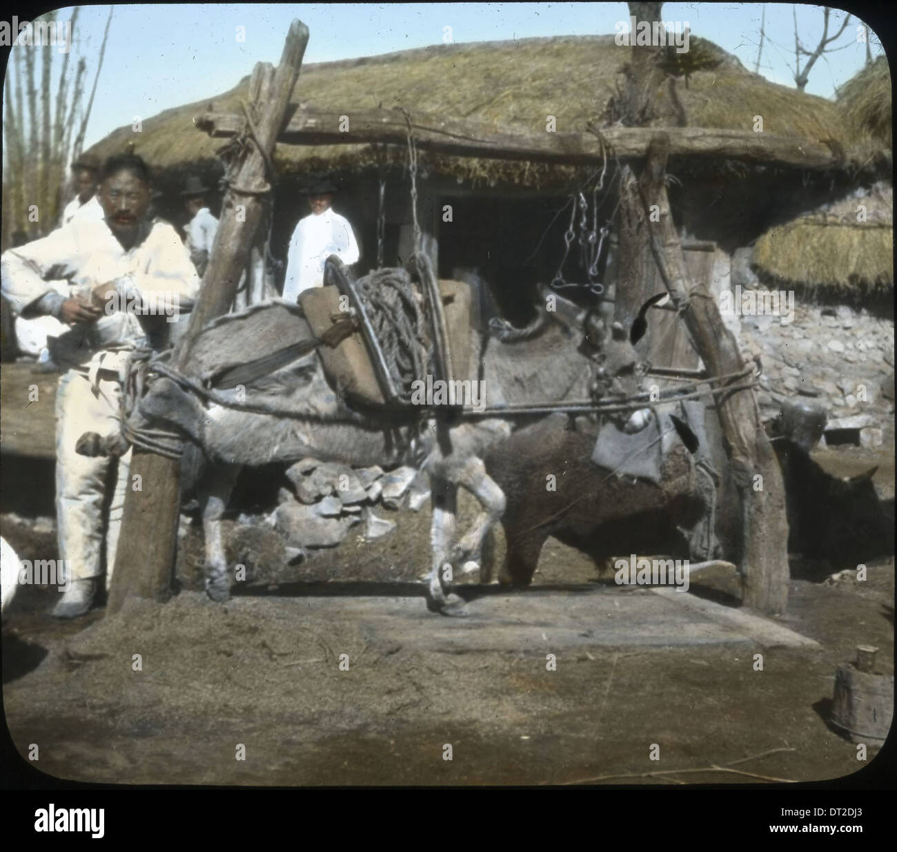 A photograph of a man shoeing a donkey in Korea, taken at an ...