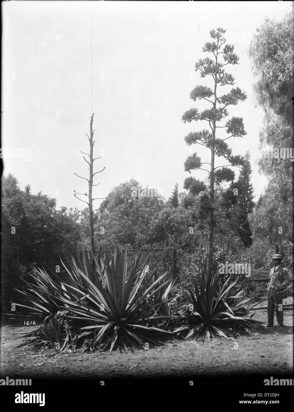 A man stands next to a cactus (agave rigida sisalina) in Elysian Park ...
