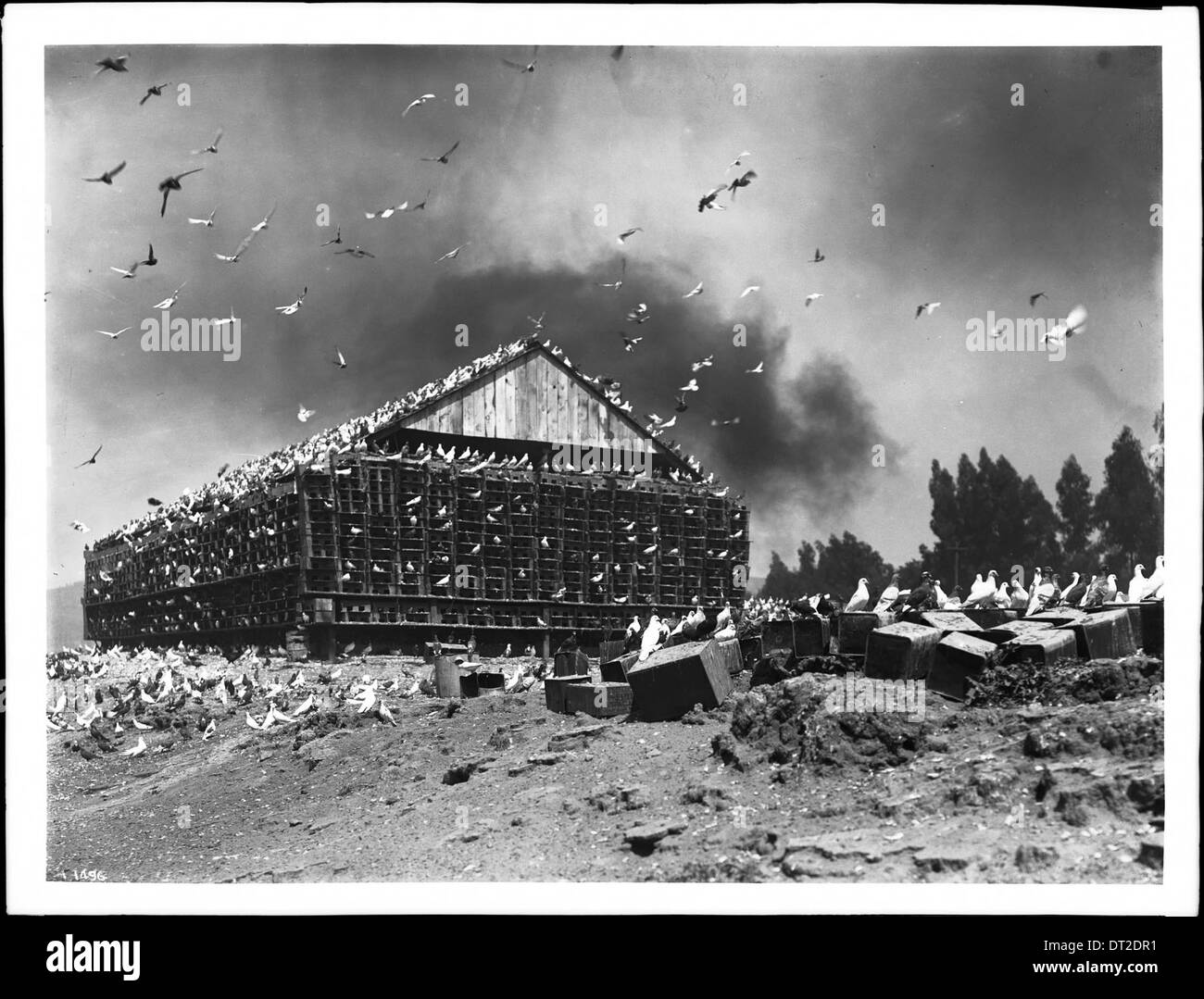 A large bird coop, covered in pigeons, is depicted on a pigeon ranch ...