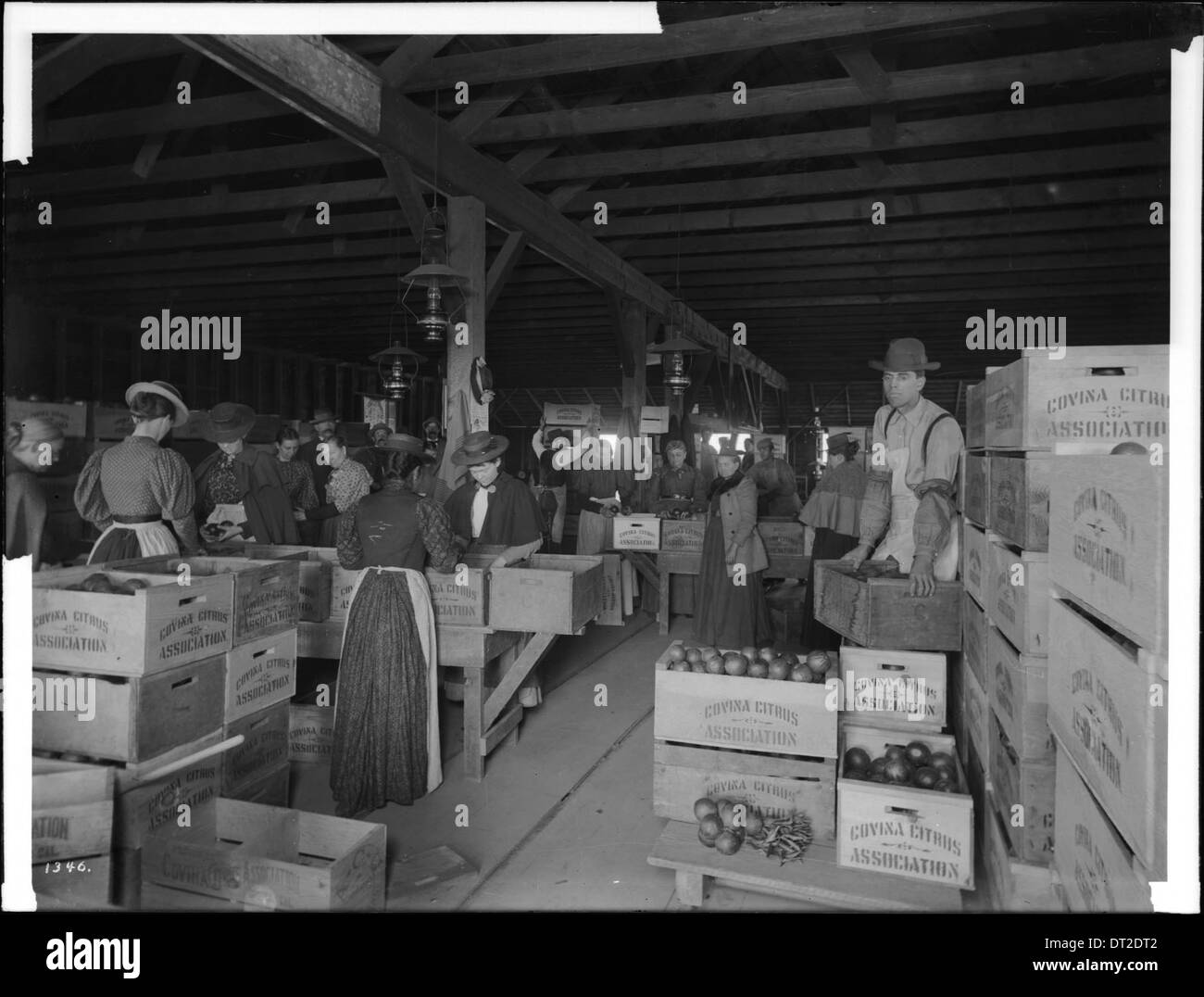 Men and women are seen working inside an orange packing house in ...