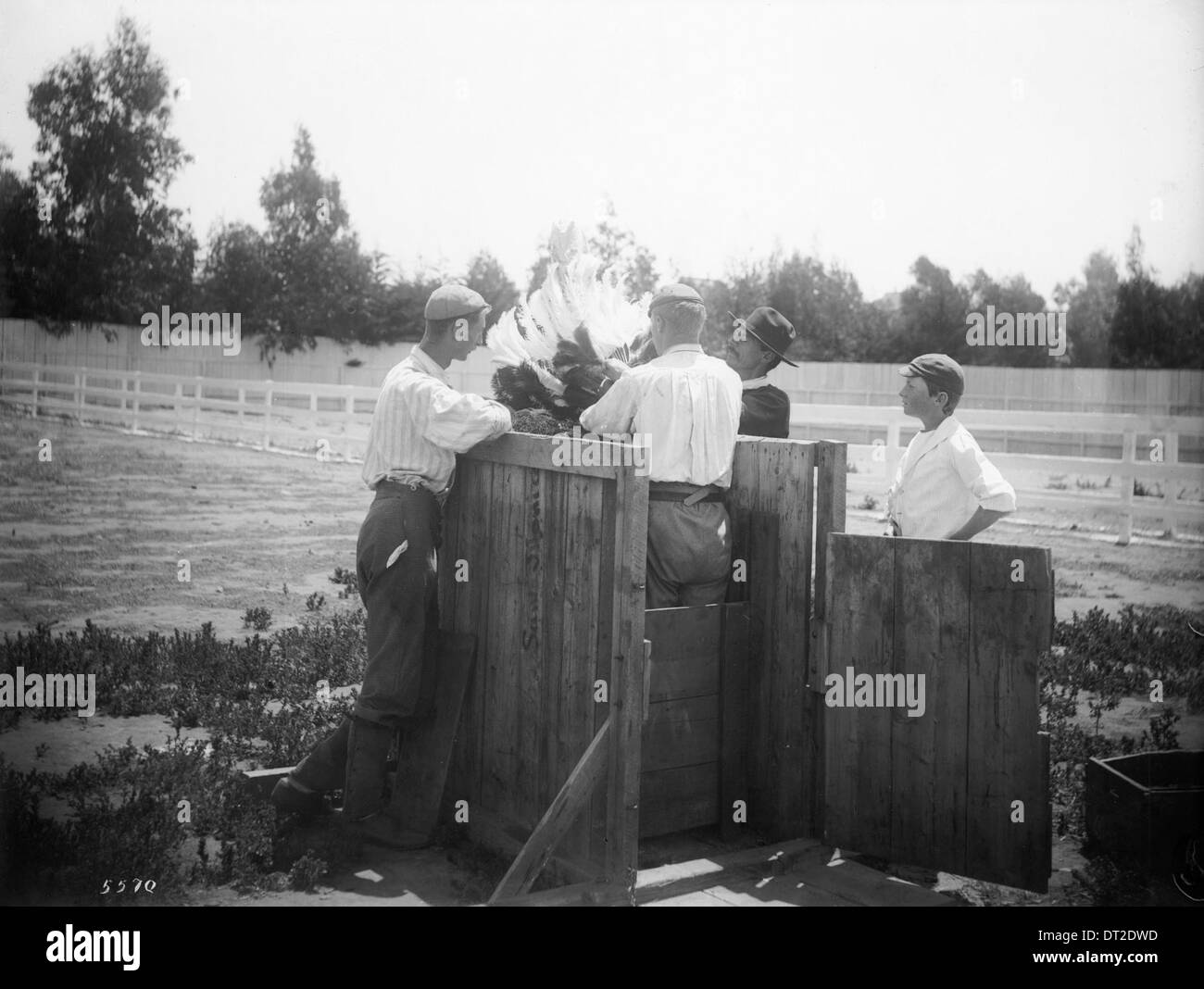 Men are pictured tending an ostrich on an ostrich farm in Los Angeles ...