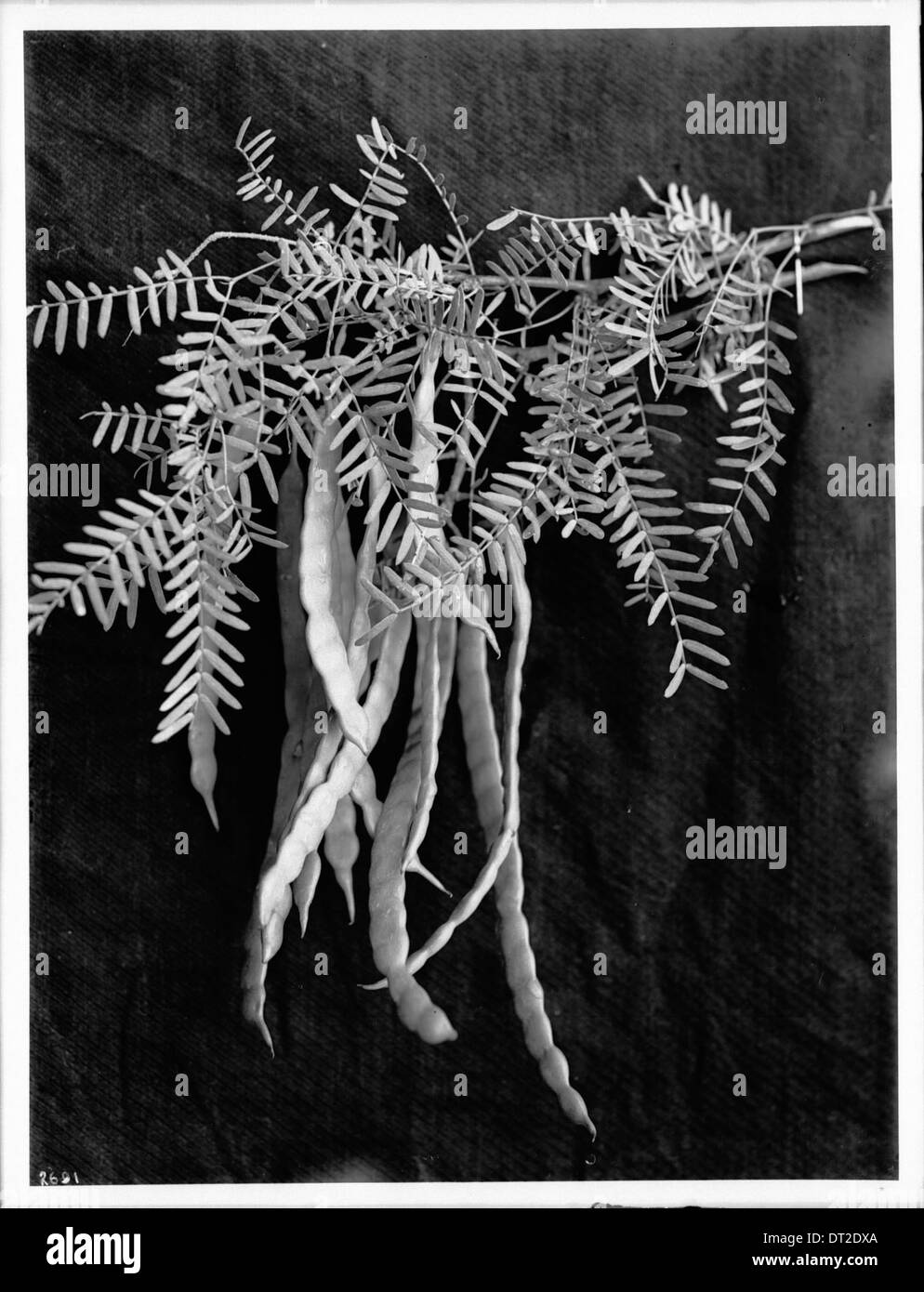 Specimen leaf Black and White Stock Photos & Images - Alamy