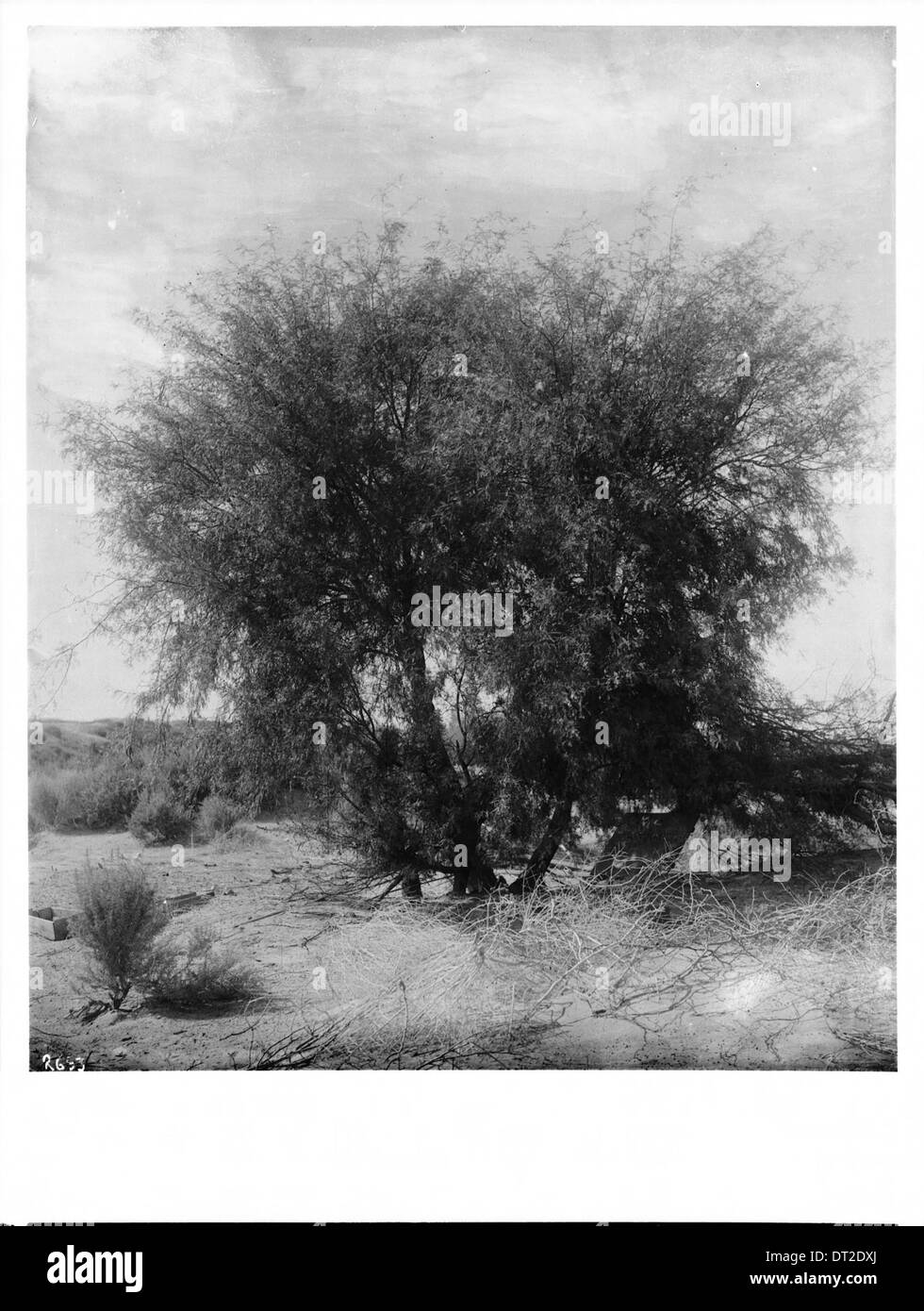 This photograph captures a mesquite tree in the Imperial Valley, taken ...
