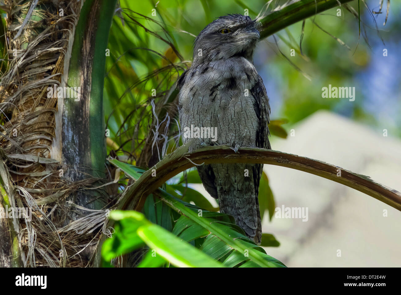 Australia outback kangaroo hunter hi-res stock photography and images ...