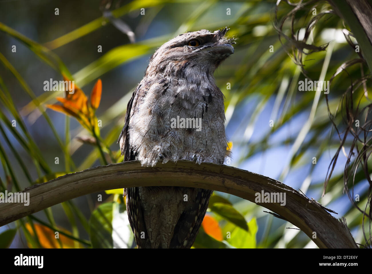Pictures of australian fauna hi-res stock photography and images - Alamy