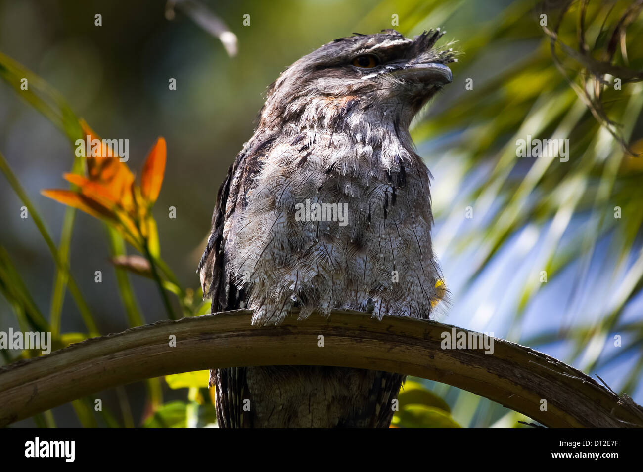 Australia outback kangaroo hunter hi-res stock photography and images ...