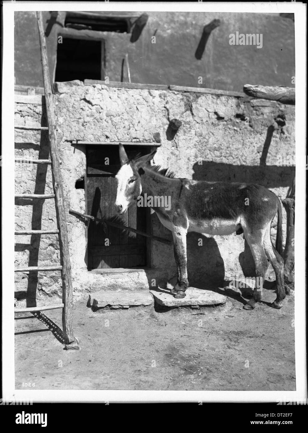 A photograph showing a mule belonging to Hopi Indians around 1900-1901 ...