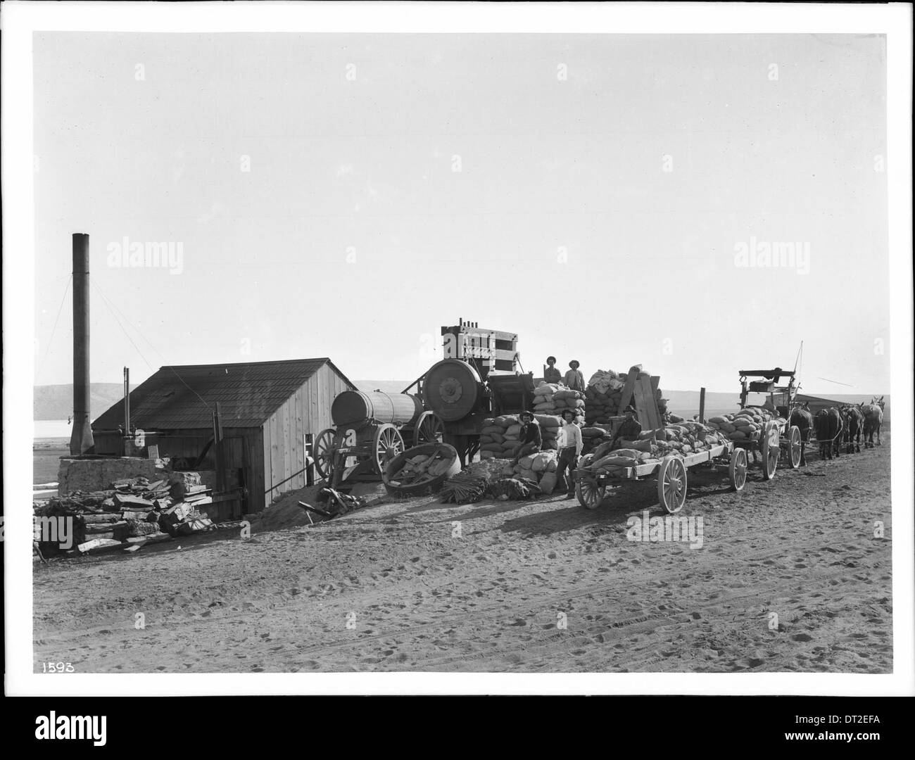 A mule team is pictured with loaded ore wagons at a stamp mill in the ...