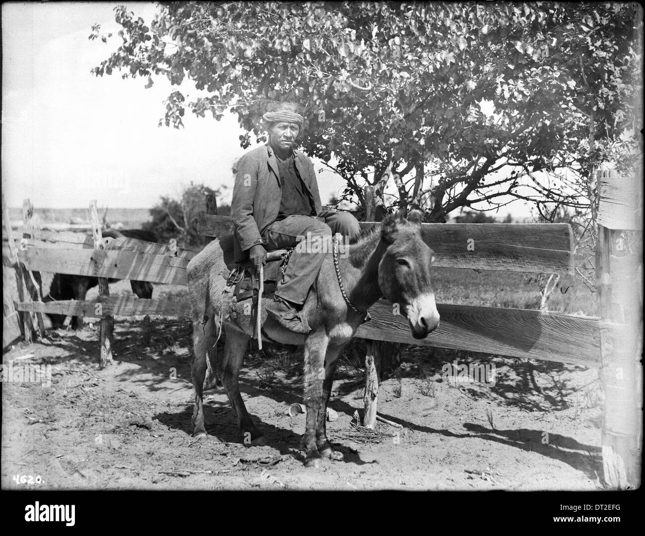 A portrait of Musha, a Navajo Captain, riding a burro in 1898 ...